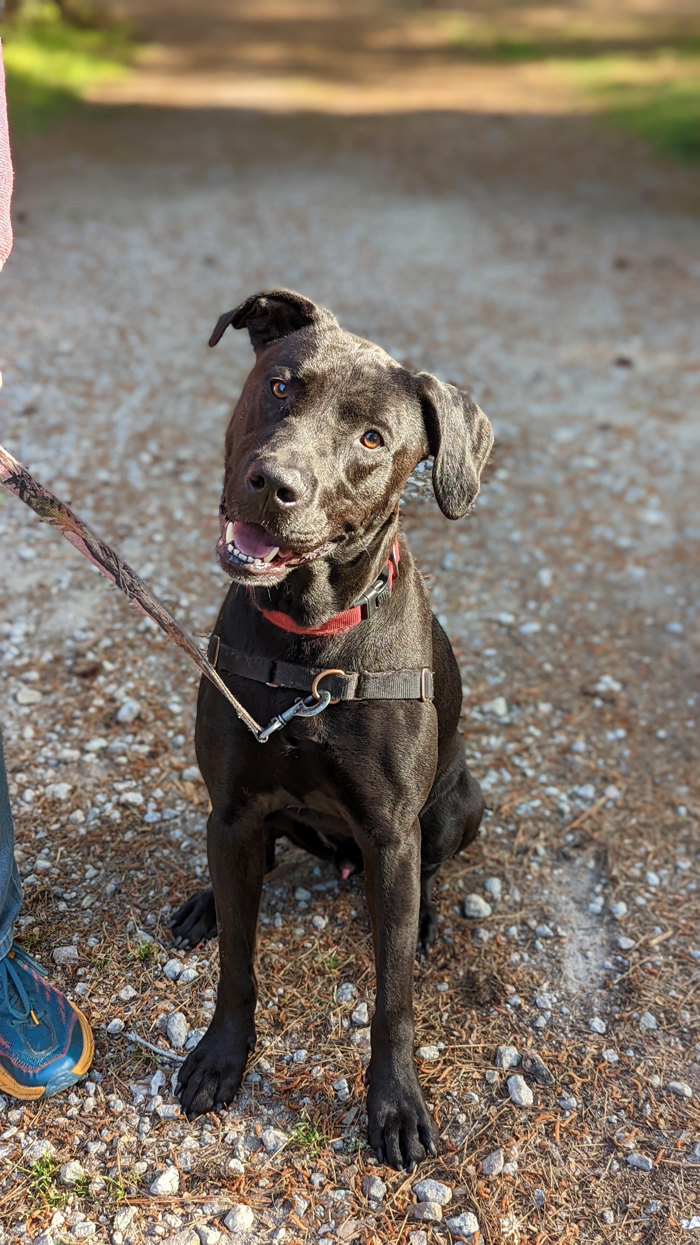 Dog for adoption - LeBron, a Labrador Retriever Mix in Clayton, NC ...
