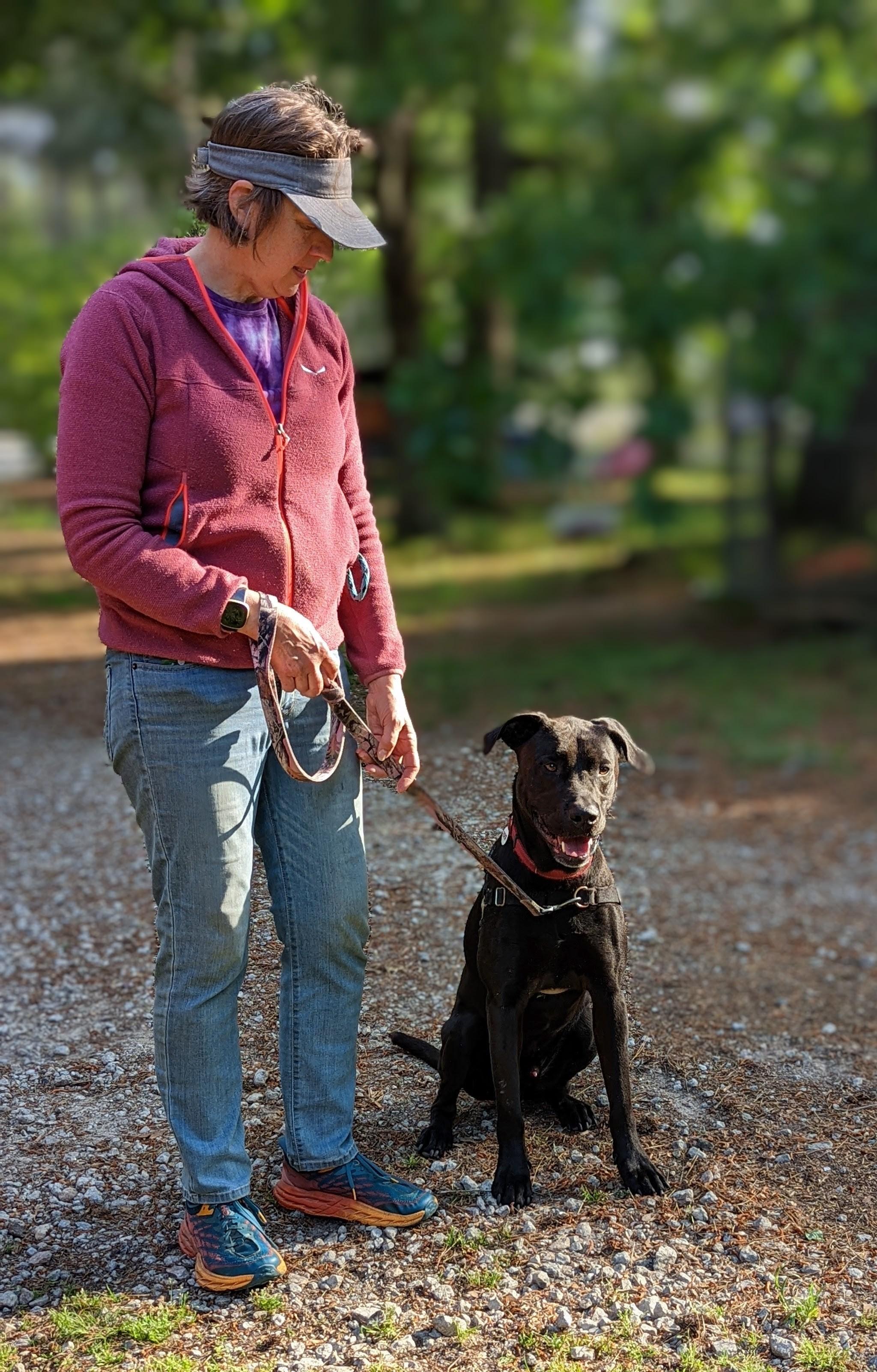 Dog for adoption - LeBron, a Labrador Retriever Mix in Clayton, NC ...