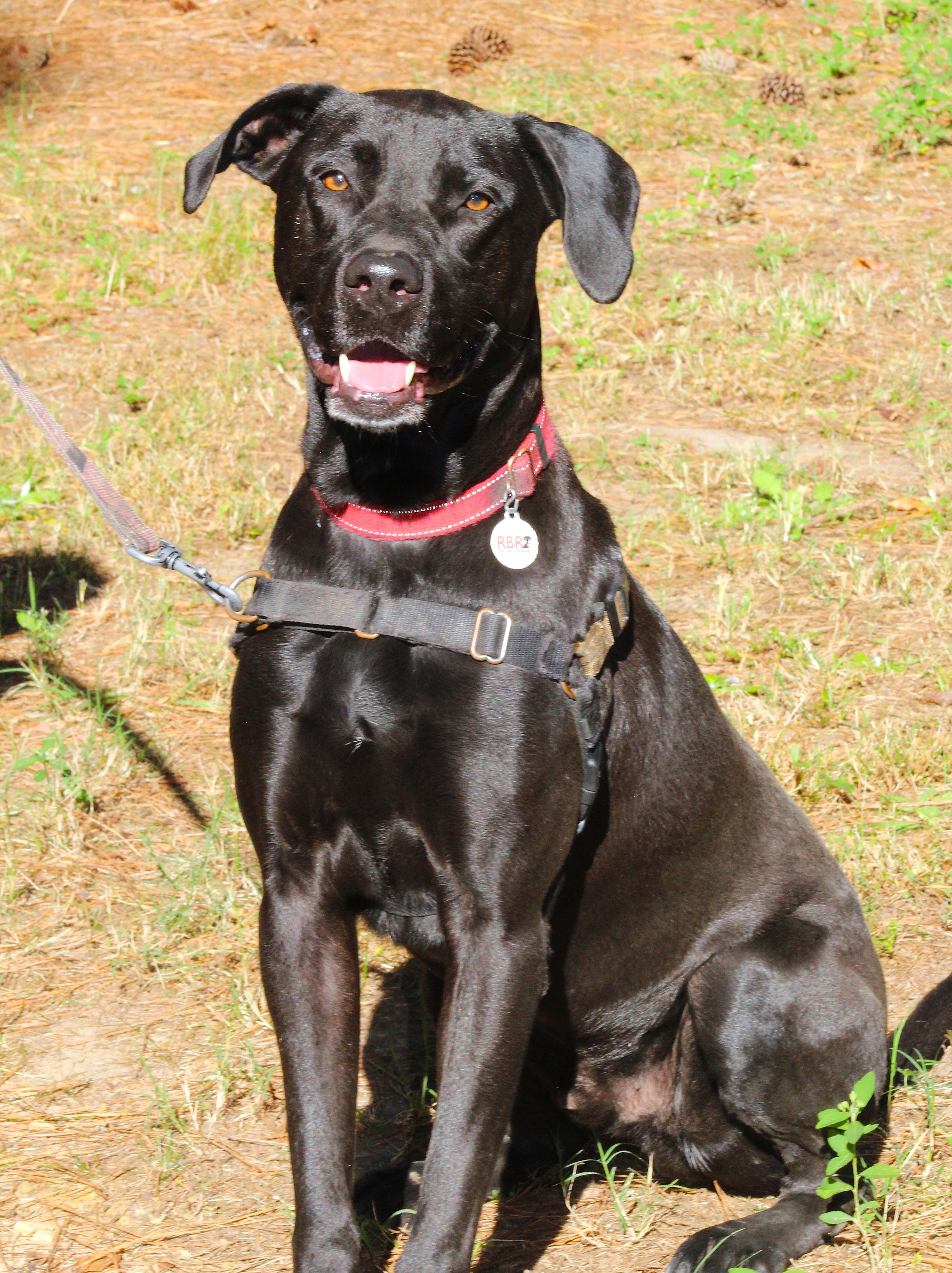 Dog for adoption - LeBron, a Labrador Retriever Mix in Clayton, NC ...