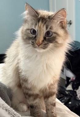 Cat for adoption - Honey M, a Domestic Long Hair & Ragdoll Mix in Fair ...