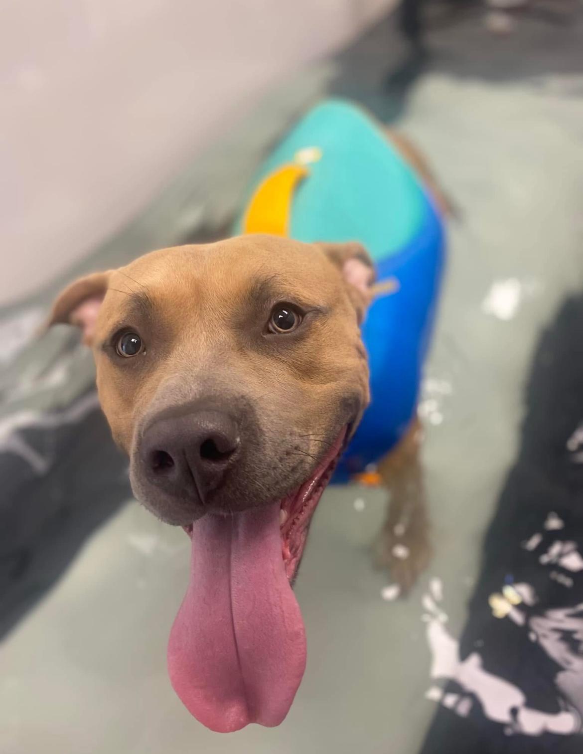 Dog for adoption - Rufio, a Pit Bull Terrier in Newport, NC | Petfinder