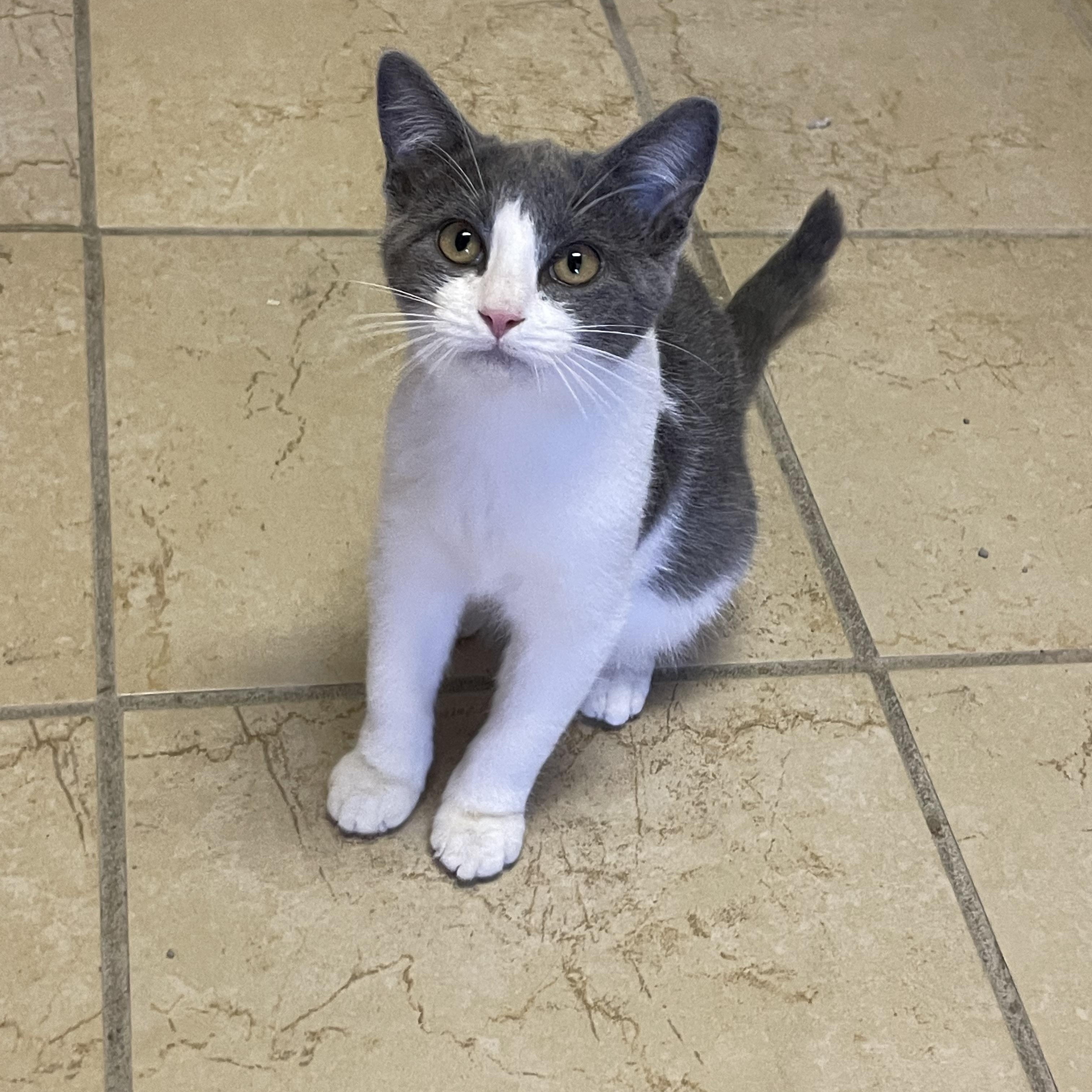 Cat for adoption - Ismay, a Domestic Short Hair Mix in Lacon, IL ...