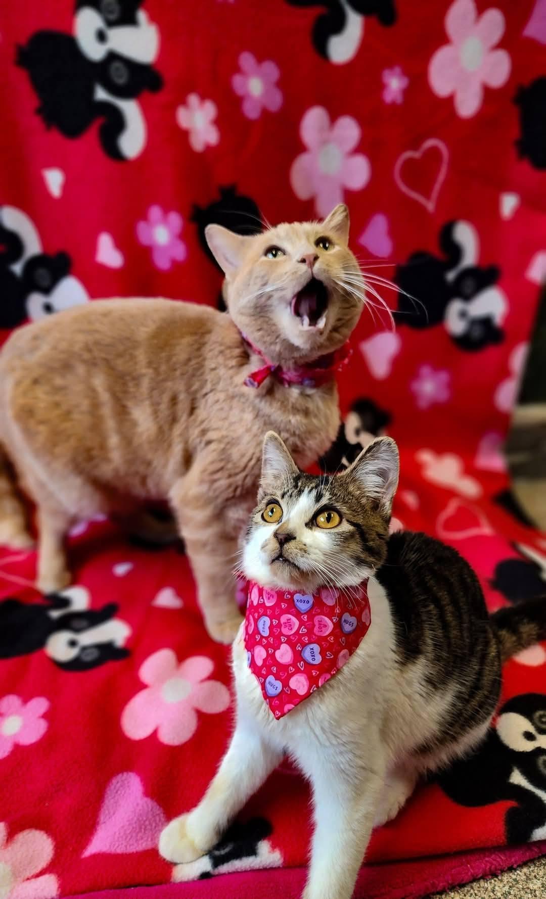 Cat for adoption - Kabocha, an American Shorthair in Sterling Heights ...