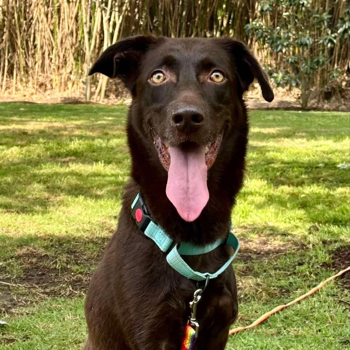 Dog for adoption - Stassi, a Labrador Retriever Mix in Dover, NH | Petfinder