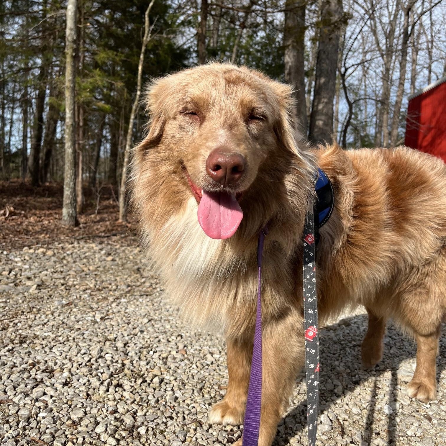 Missouri Dog Adoptions: View Dogs for Adoption in Missouri