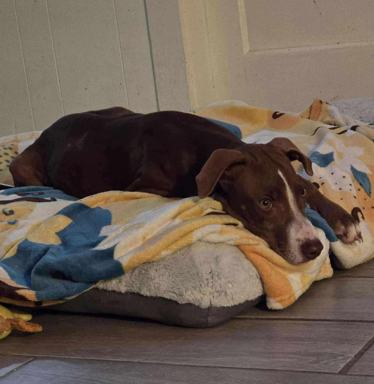 Dog for adoption - Janey, a Staffordshire Bull Terrier & Great Dane Mix ...