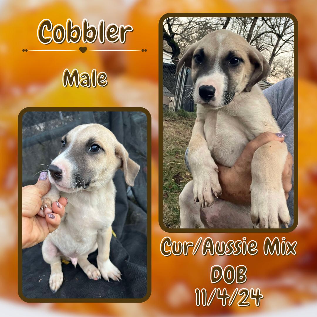 Dog for adoption - Cobbler, a Black Mouth Cur & Australian Shepherd Mix ...
