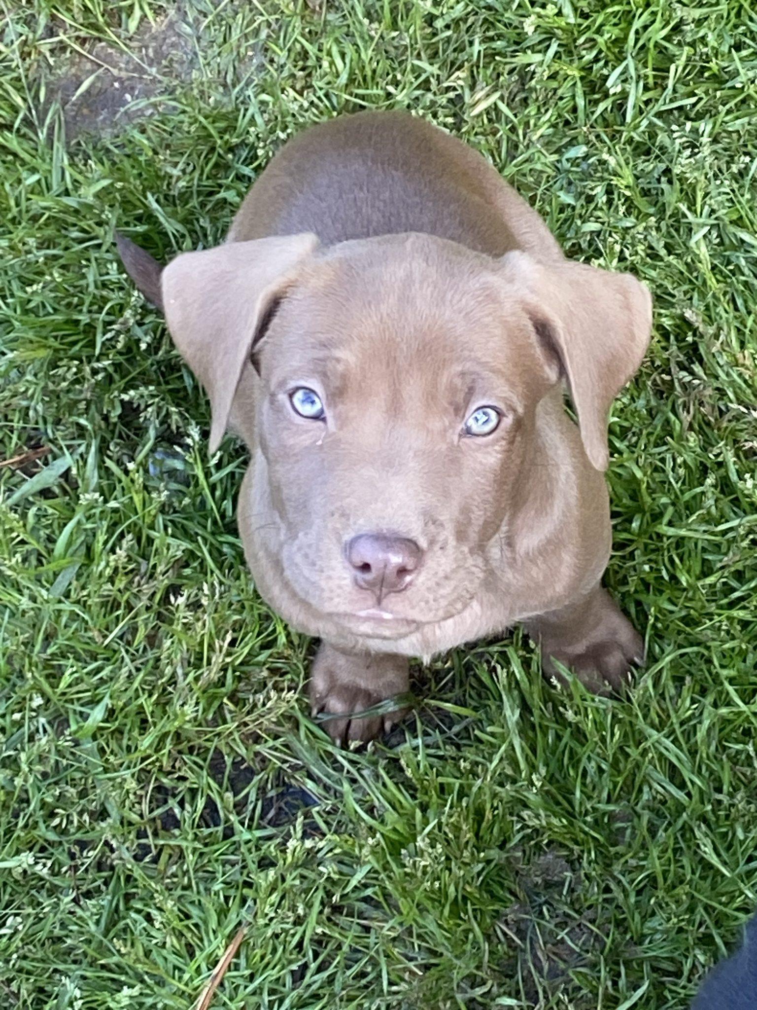 Dog for adoption - Earth (D1981), a Labrador Retriever in Hayes, VA ...