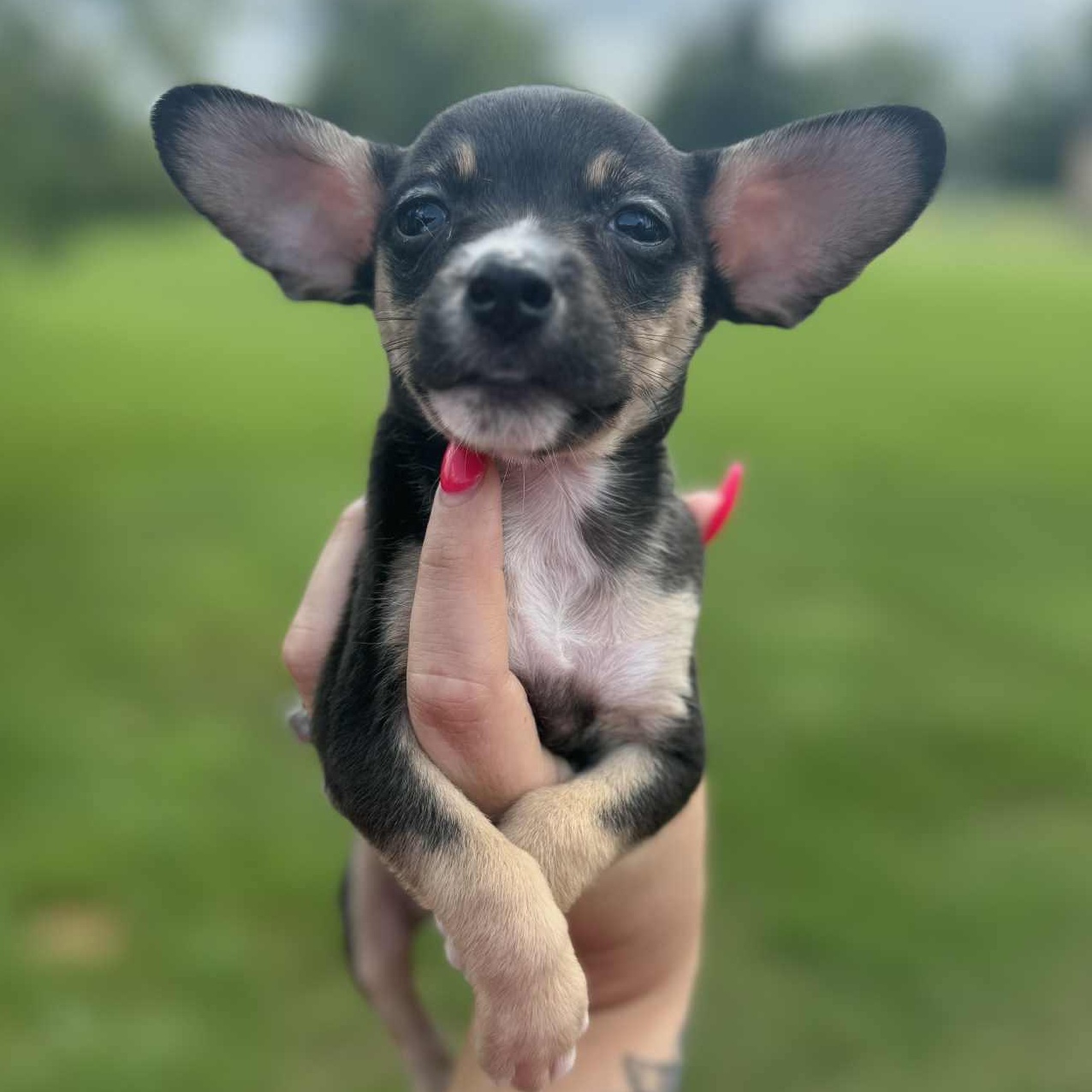 Dog for adoption - Mallory, a Chihuahua & Miniature Schnauzer Mix in Edison, NJ | Petfinder