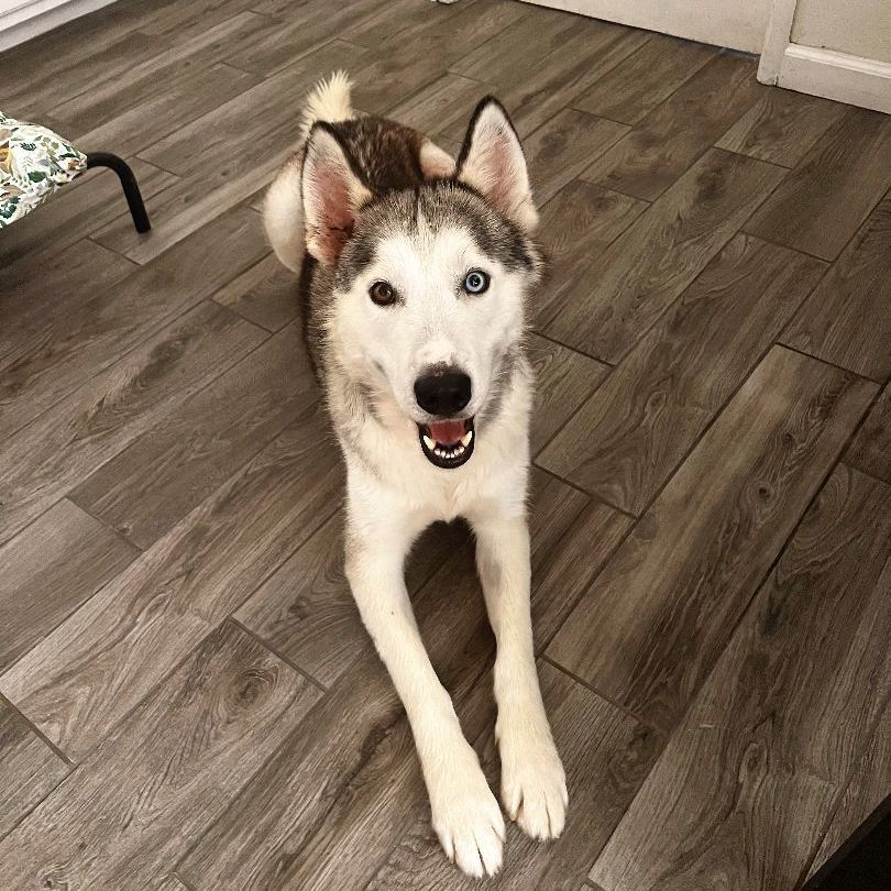 Dog for adoption - Dusky, a Siberian Husky in San Francisco, CA | Petfinder