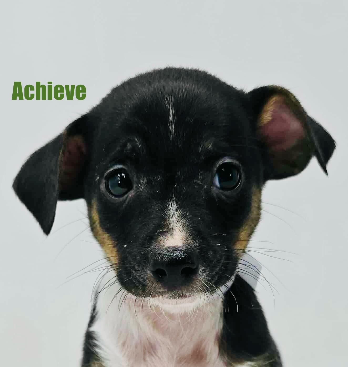Dog for adoption - Achieve, a Yorkshire Terrier & Jack Russell Terrier ...