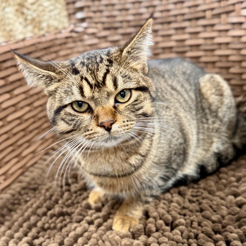 Cat for adoption - Benji, a Domestic Short Hair in Midland, MI | Petfinder