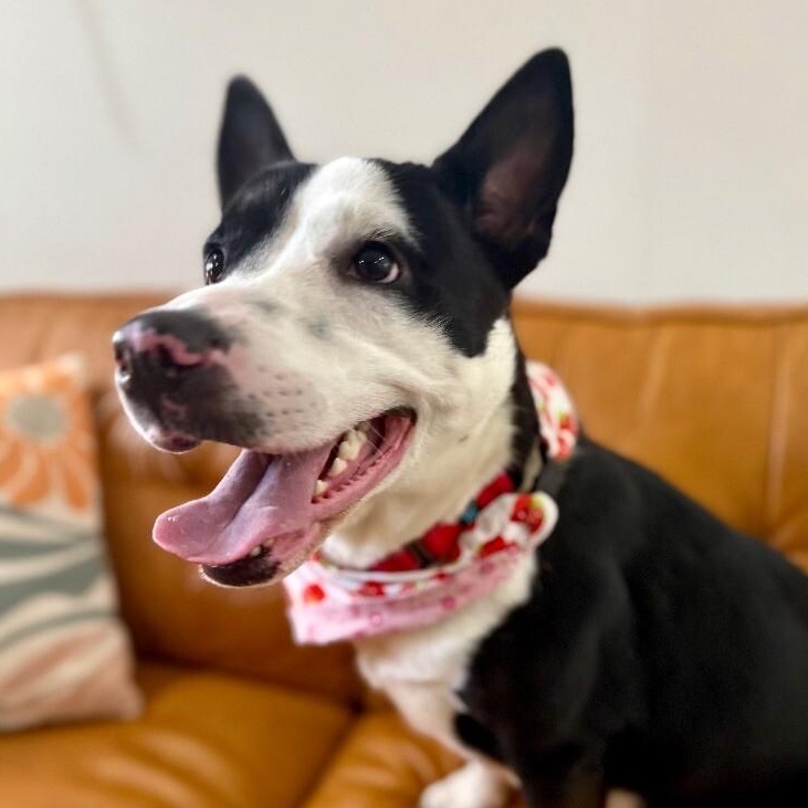 Dog for adoption - Clarice some corgi some lab all bestie, a Corgi ...