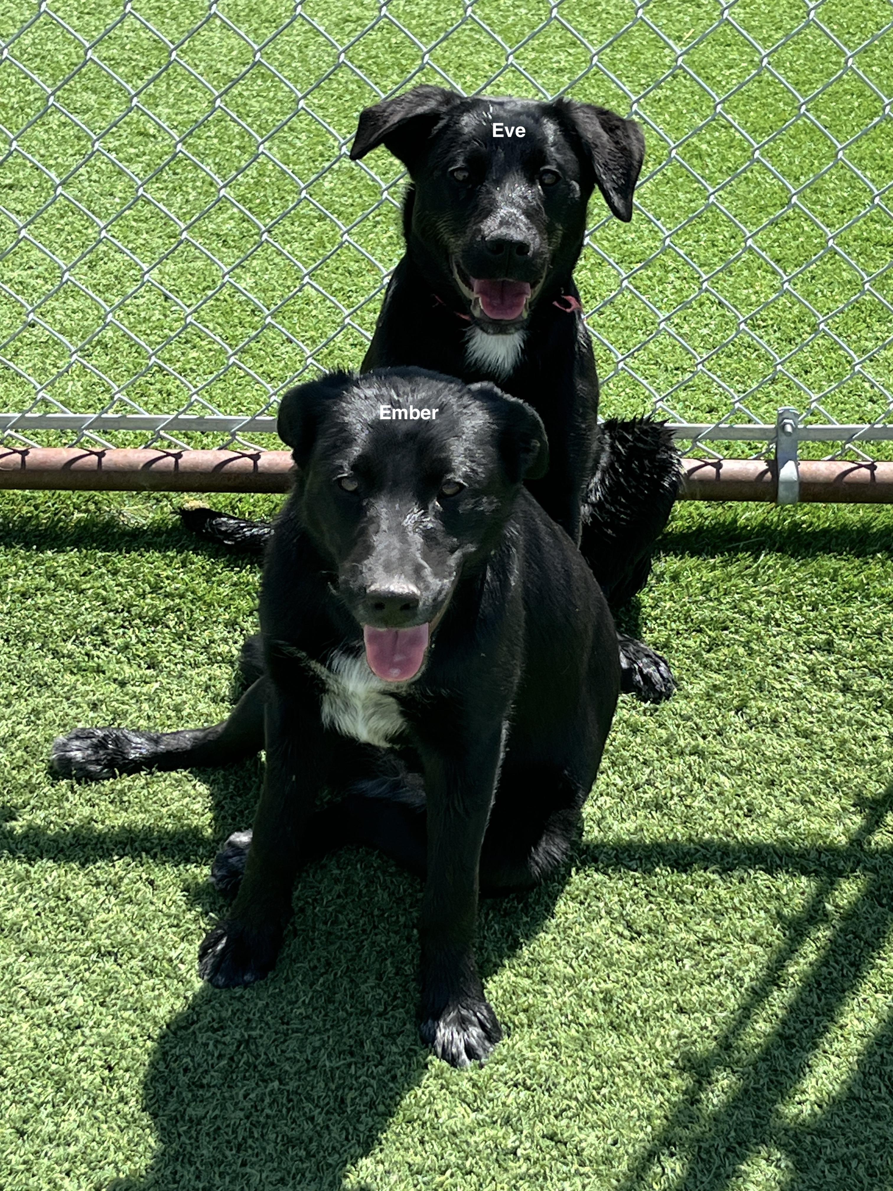 Dog for adoption - Ember, a Mixed Breed in Torrey, UT | Petfinder