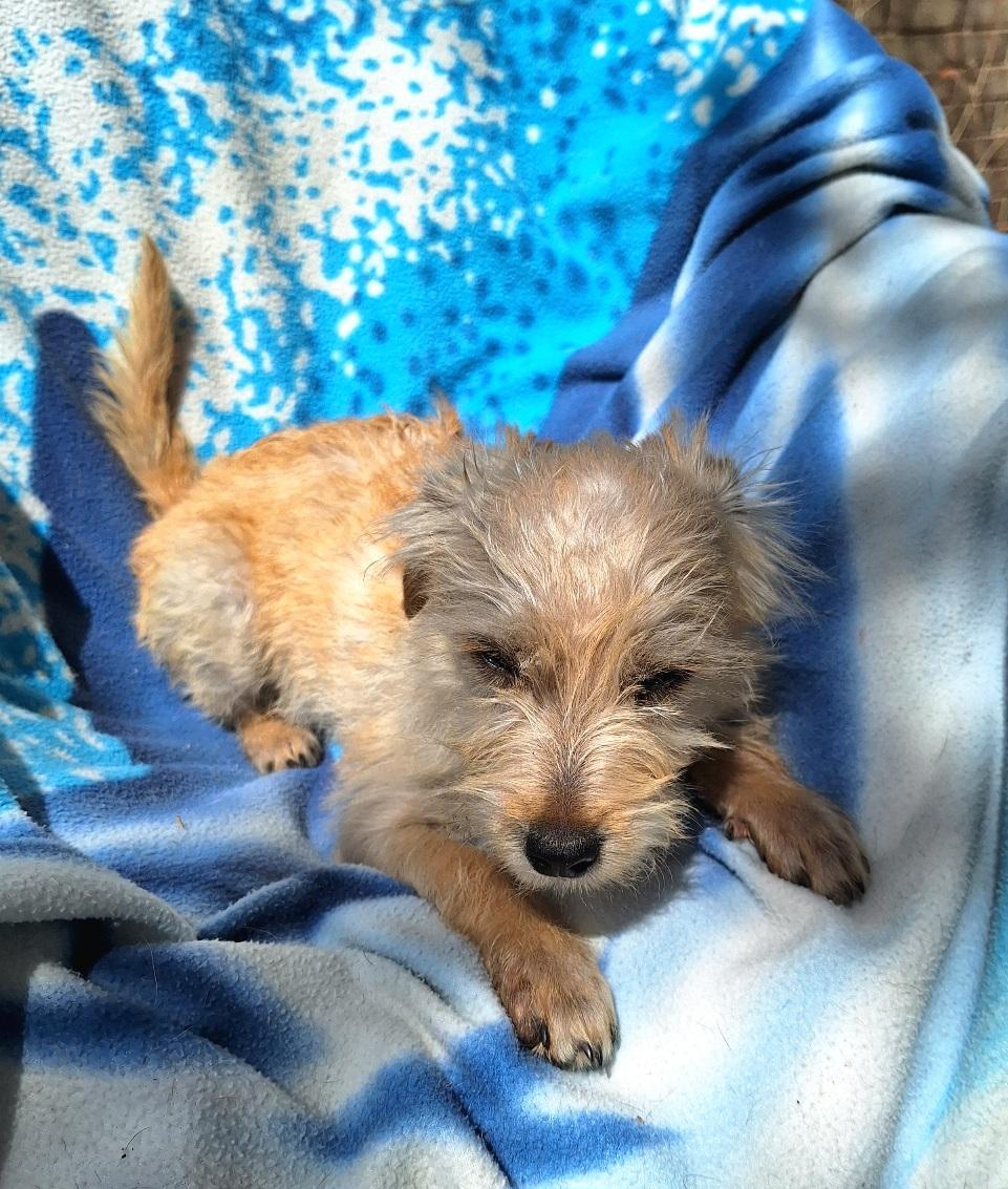 Dog for adoption - Hockly WA13751-T, a Yorkshire Terrier & Chihuahua ...