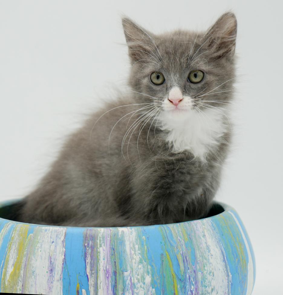 Cat for adoption - Boomer is simply the best poofy floof around!, a ...