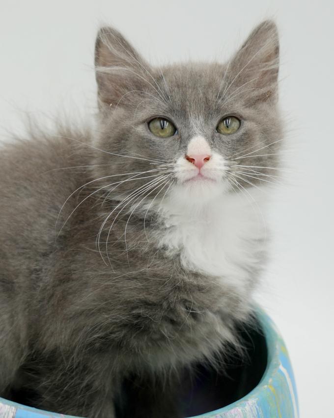 Cat for adoption - Boomer is simply the best poofy floof around!, a ...