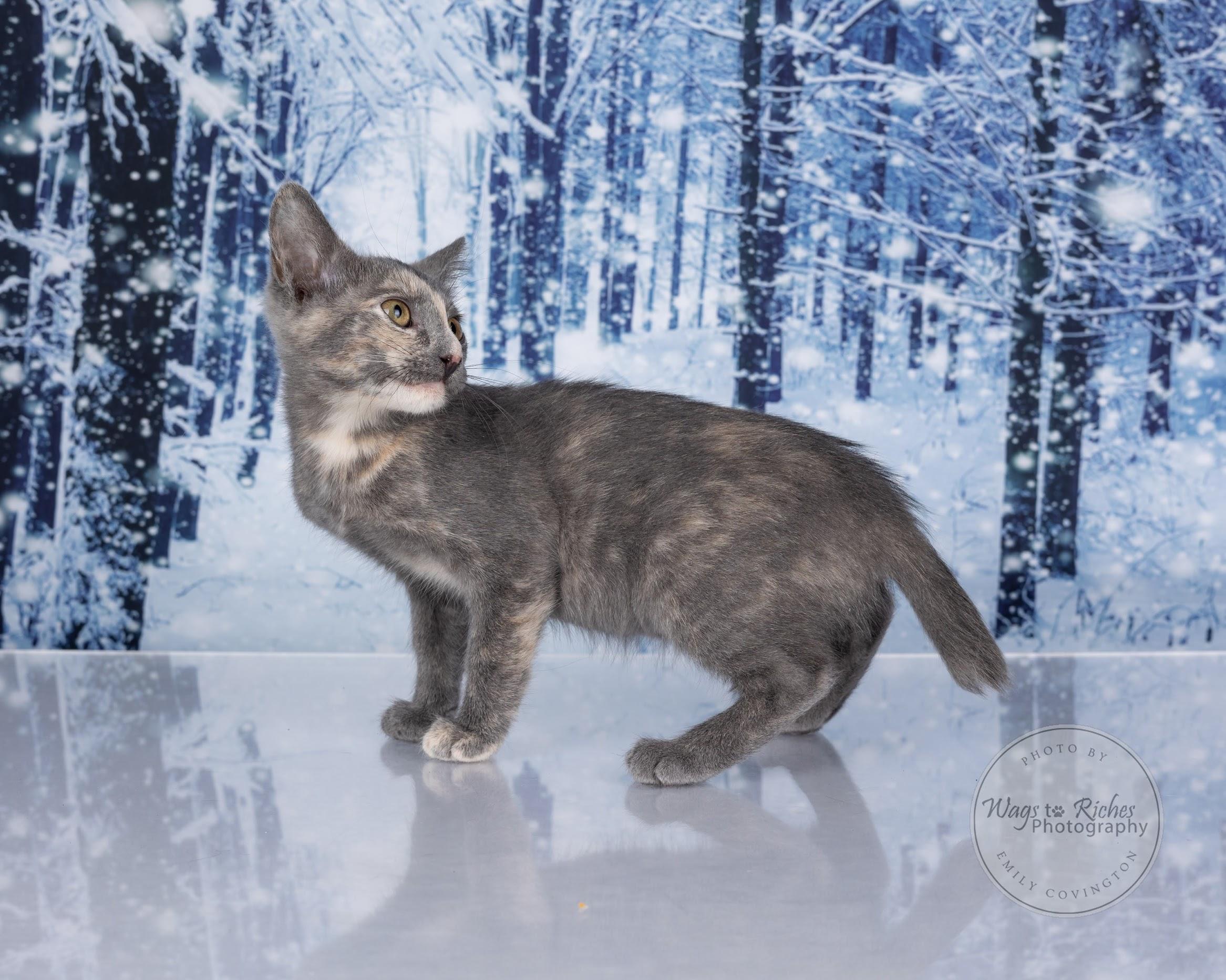 Cat for adoption - Mandy - Adopted, a Dilute Tortoiseshell & Domestic ...