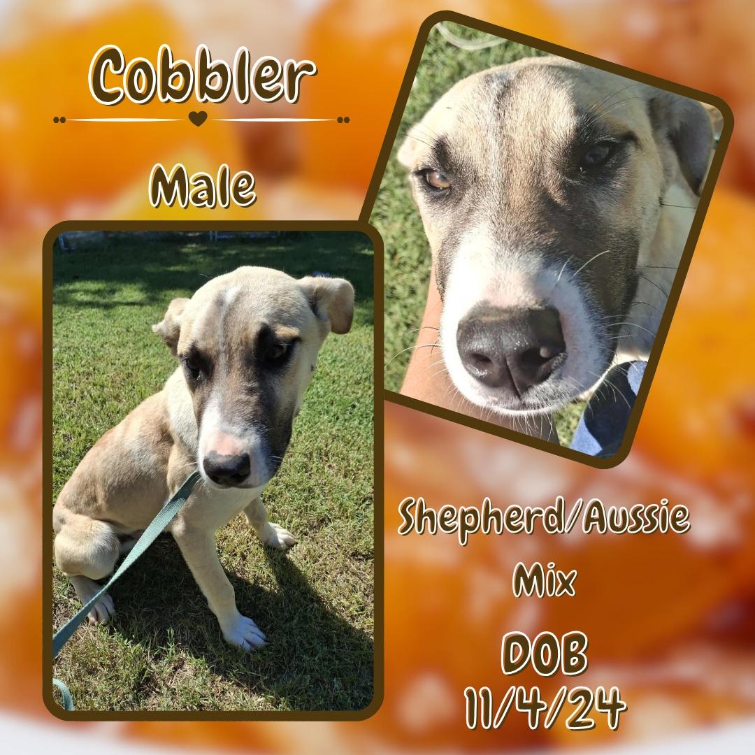 Dog for adoption - Cobbler, a German Shepherd Dog & Australian Shepherd ...