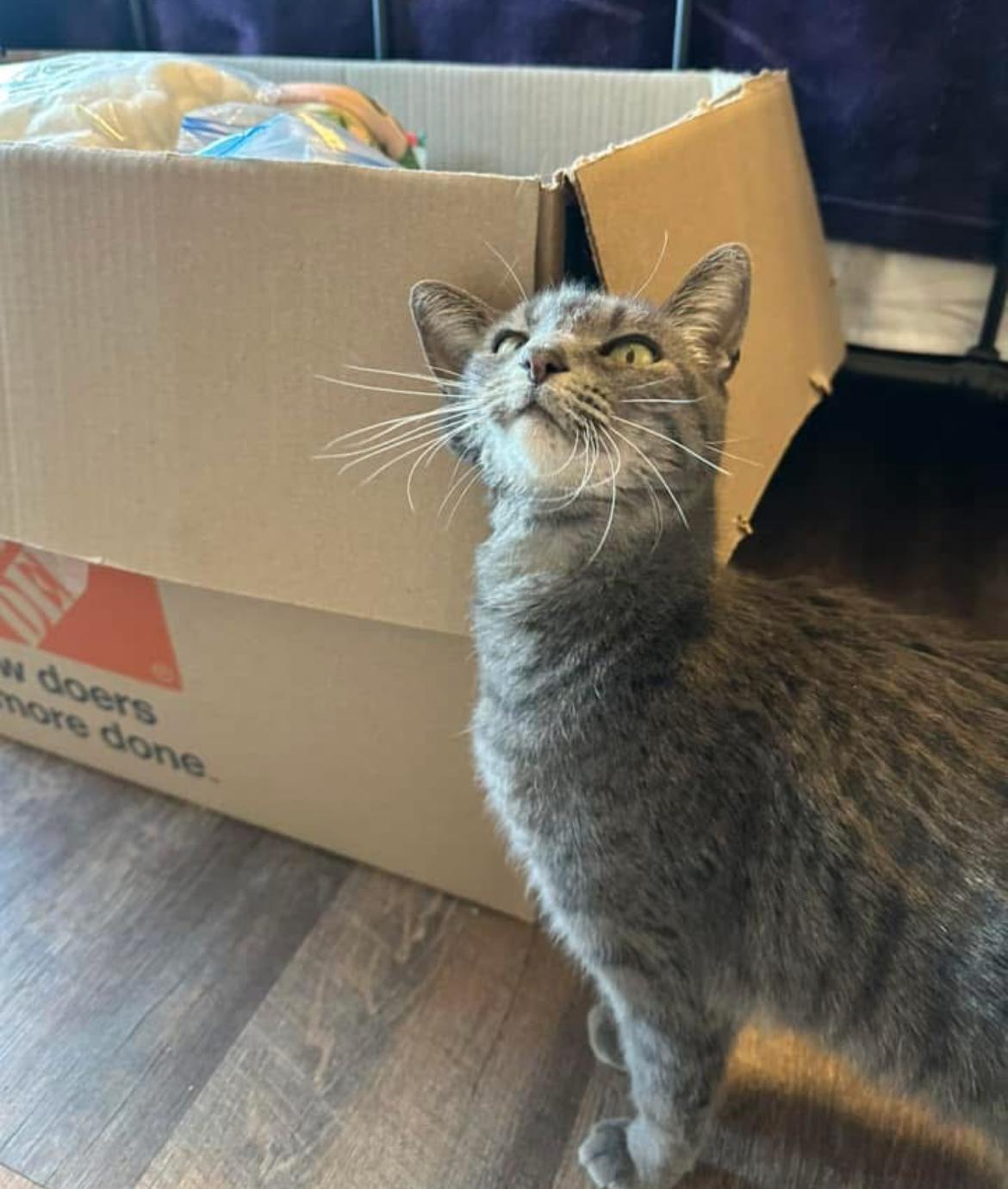 Cat for adoption - Belle, a Tabby in Gilbert, AZ | Petfinder