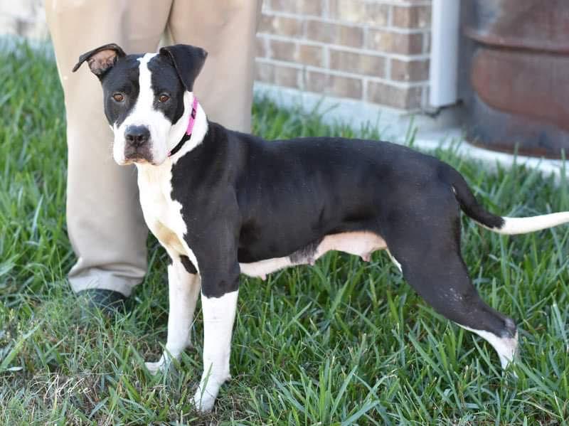 Dog for adoption - Addie, a Pit Bull Terrier Mix in Portland, OR ...