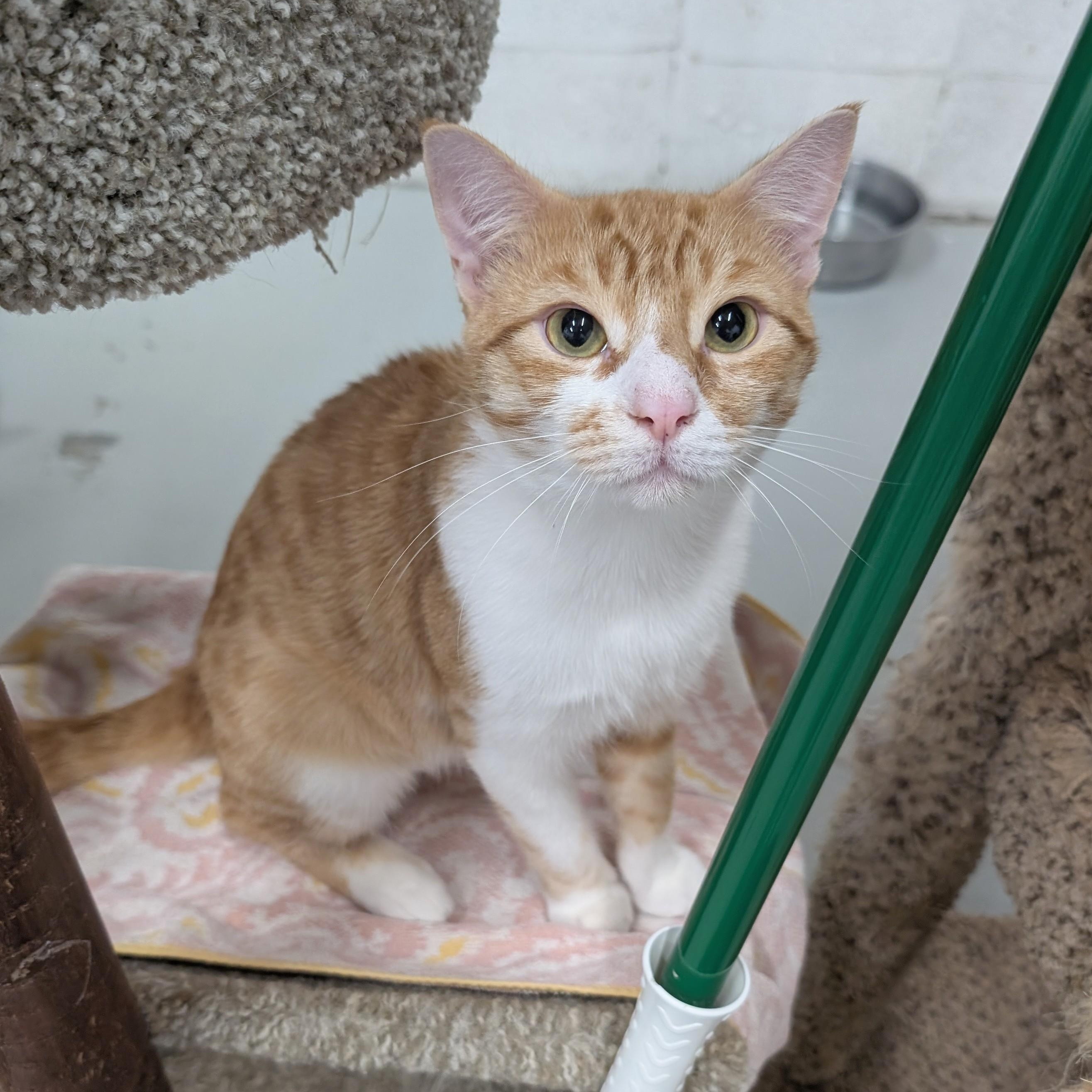 Cat for adoption - Jetty, a Domestic Short Hair & Tabby Mix in West ...