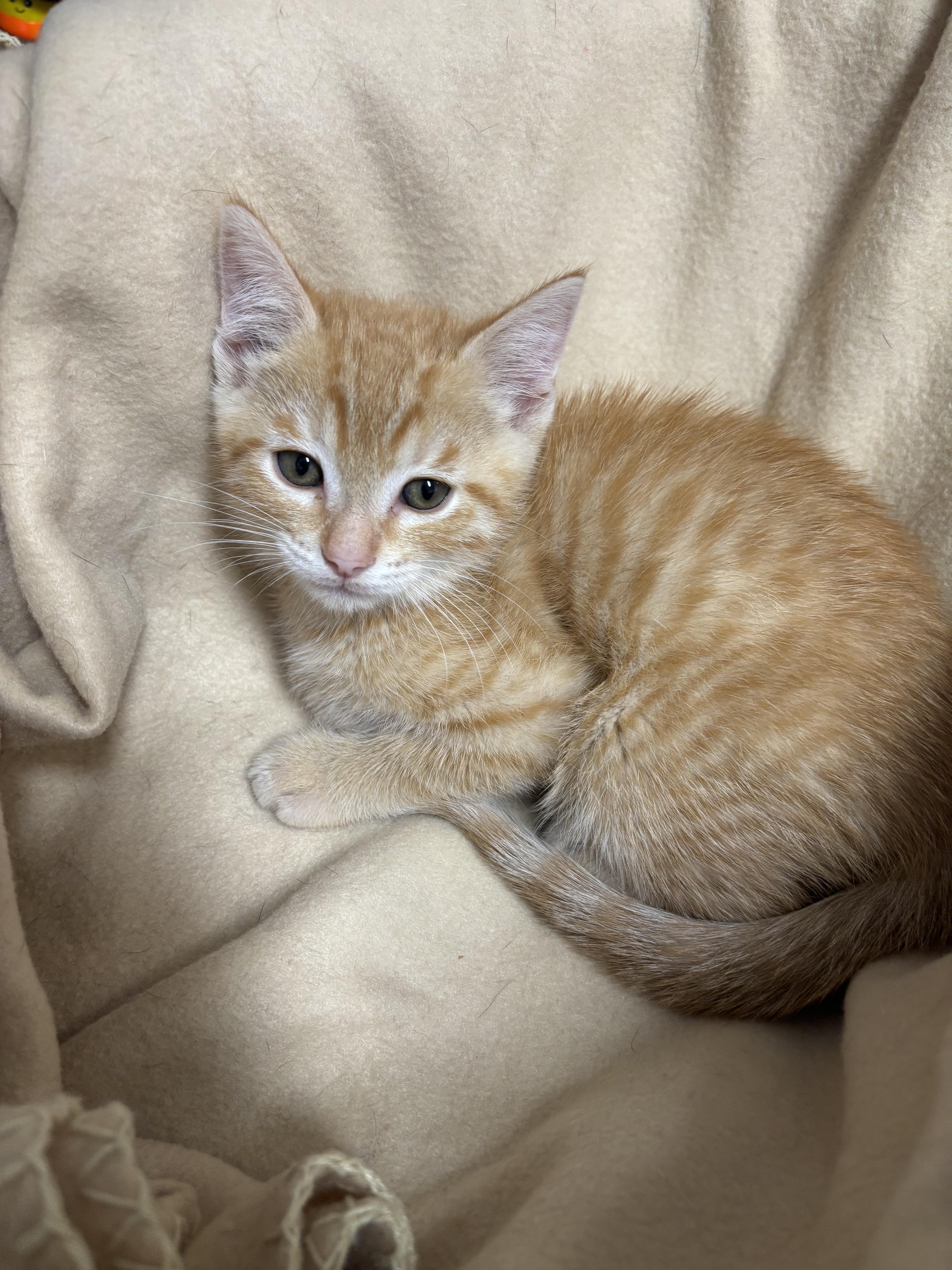 Cat for adoption - Gretchen 0125, a Domestic Short Hair in Sonora, CA ...