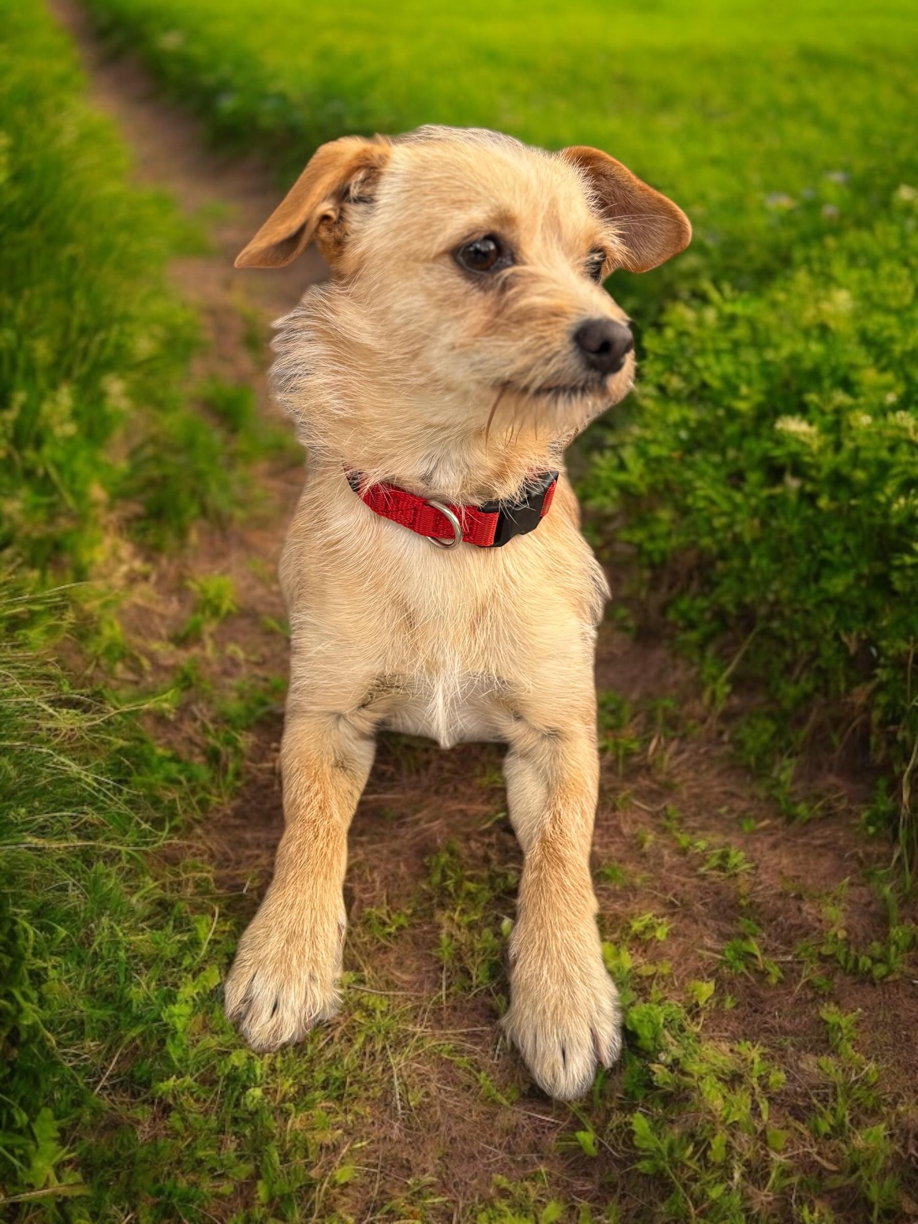 Dog for adoption - Landon, a Terrier in Rocky Hill, CT | Petfinder