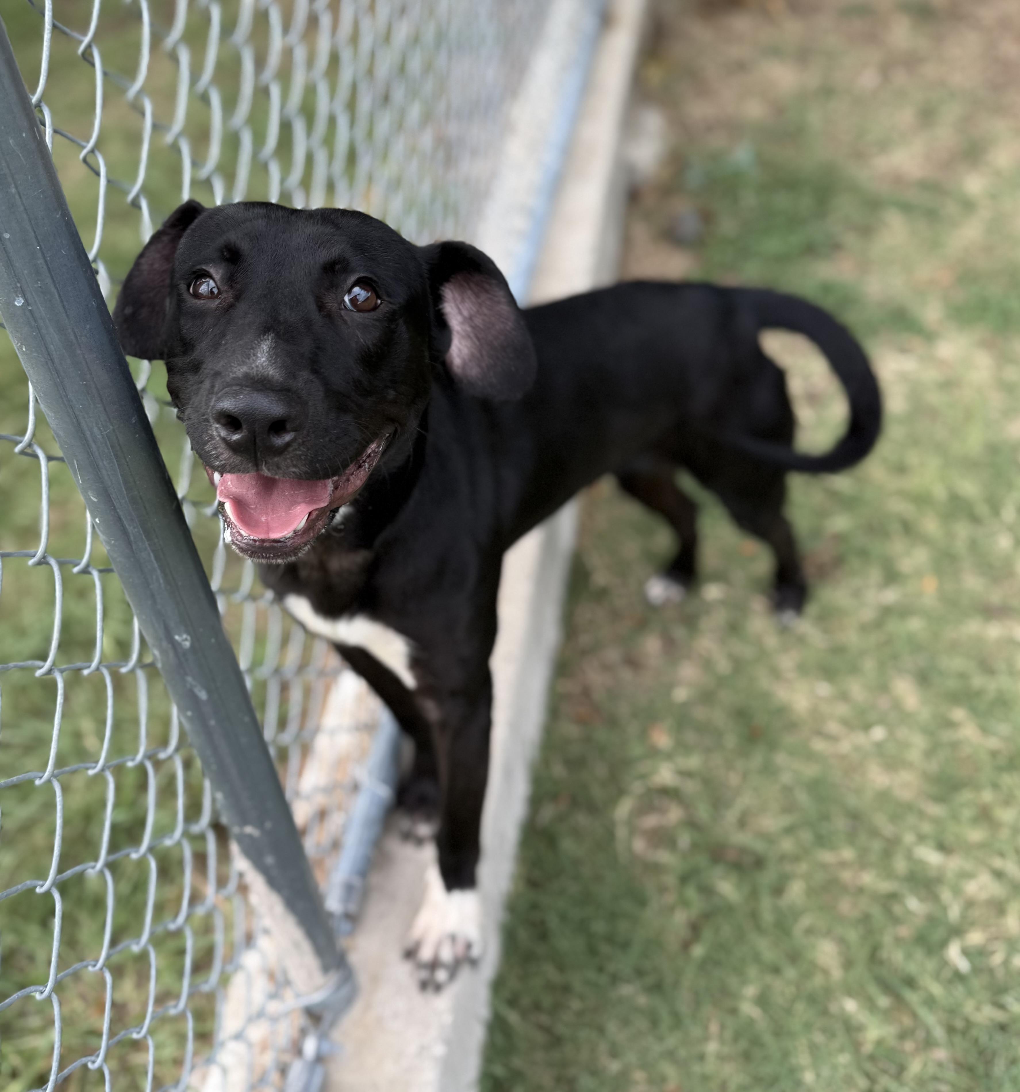 Dog for adoption - Angus, a Black Labrador Retriever Mix in White Marsh ...