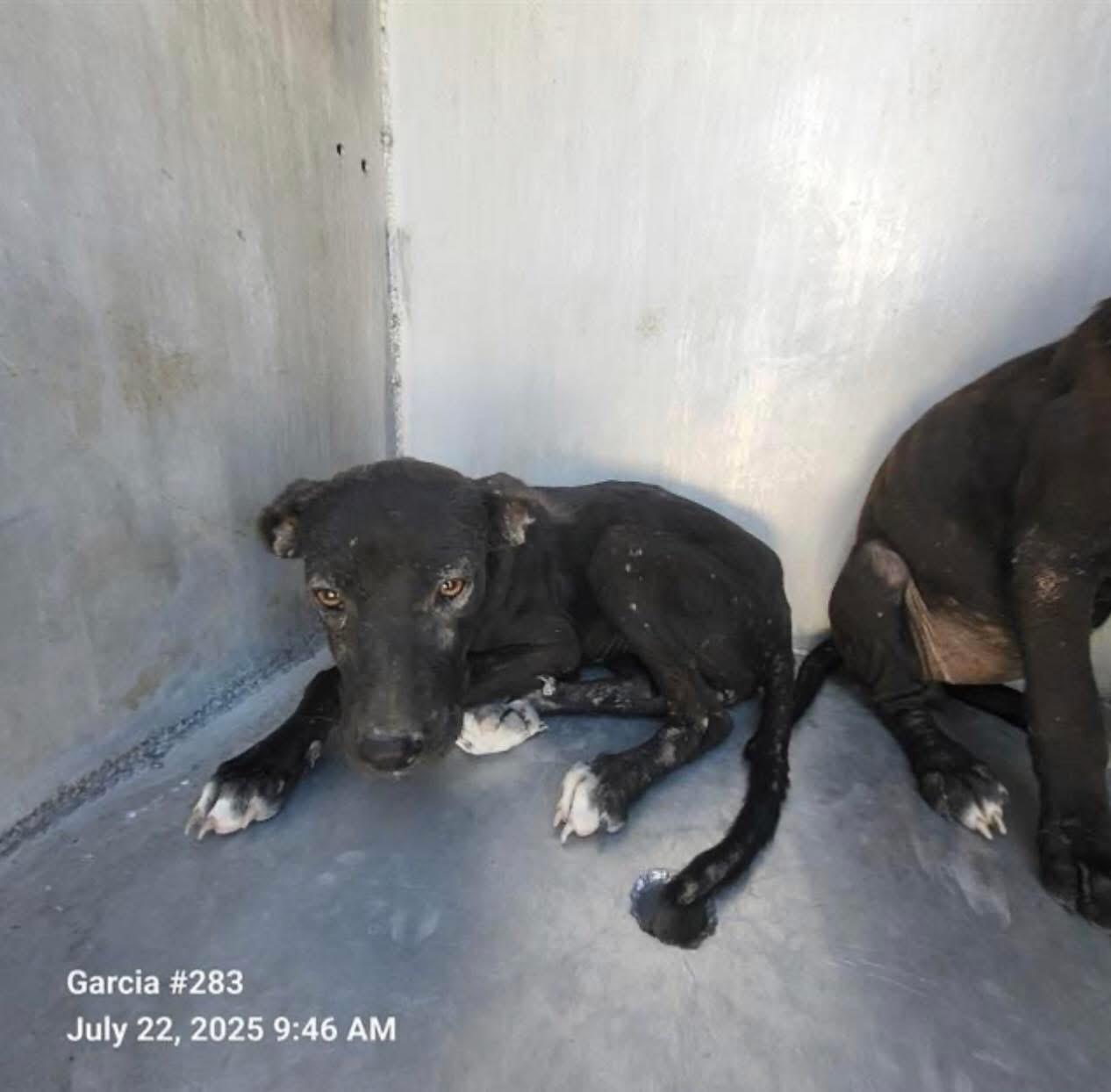 Dog for adoption - Jane, a Labrador Retriever Mix in Elgin, IL | Petfinder