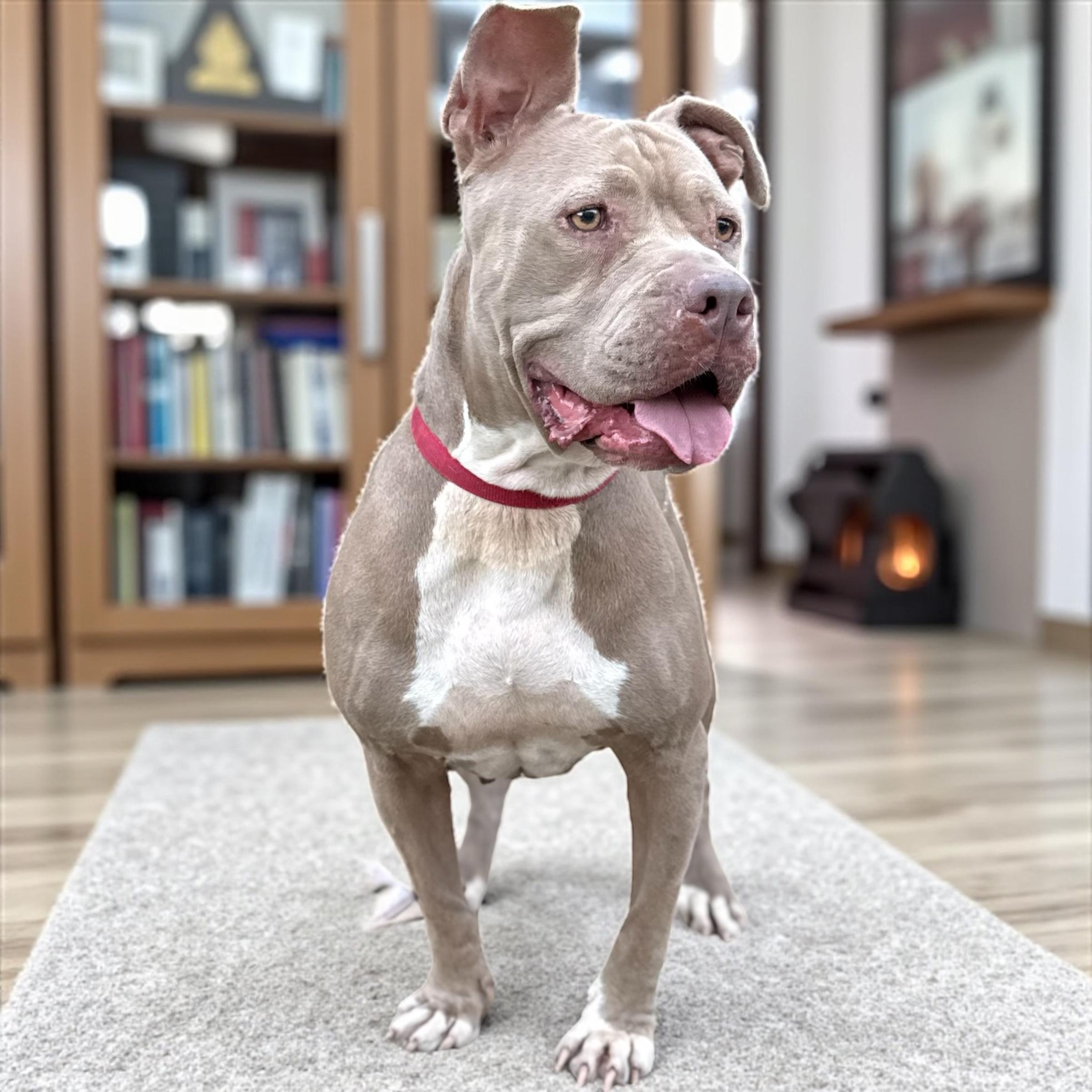Dog for adoption - Terry, a Pit Bull Terrier in Allentown, PA | Petfinder