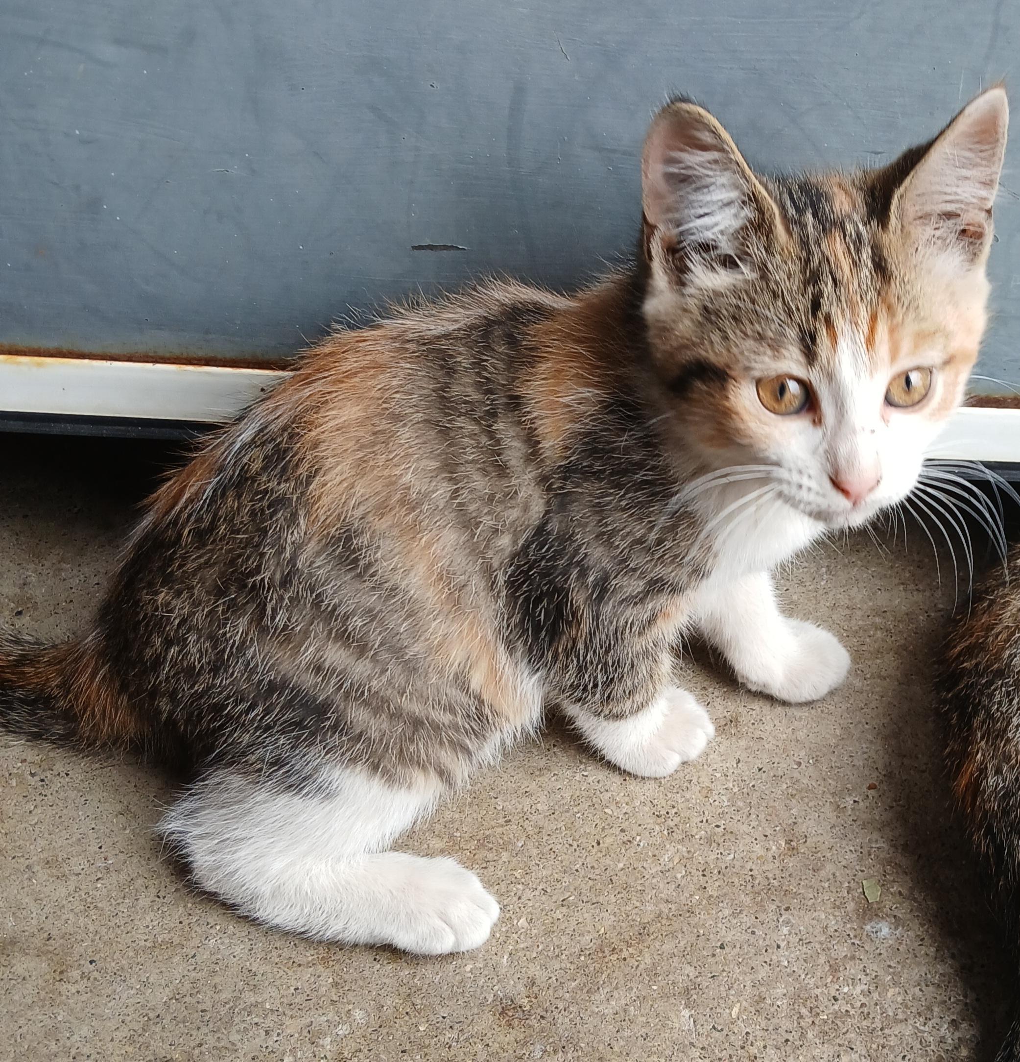 Cat for adoption - HASH BROWN, a Domestic Short Hair in Tillsonburg, ON ...