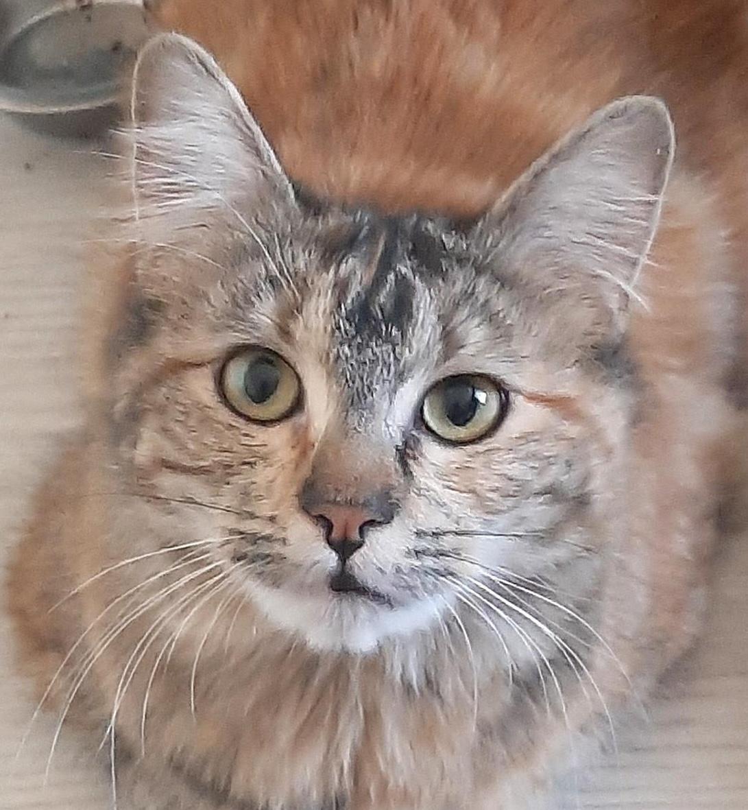 Available Cats and Kittens - Johnston County Animal Protection League ...