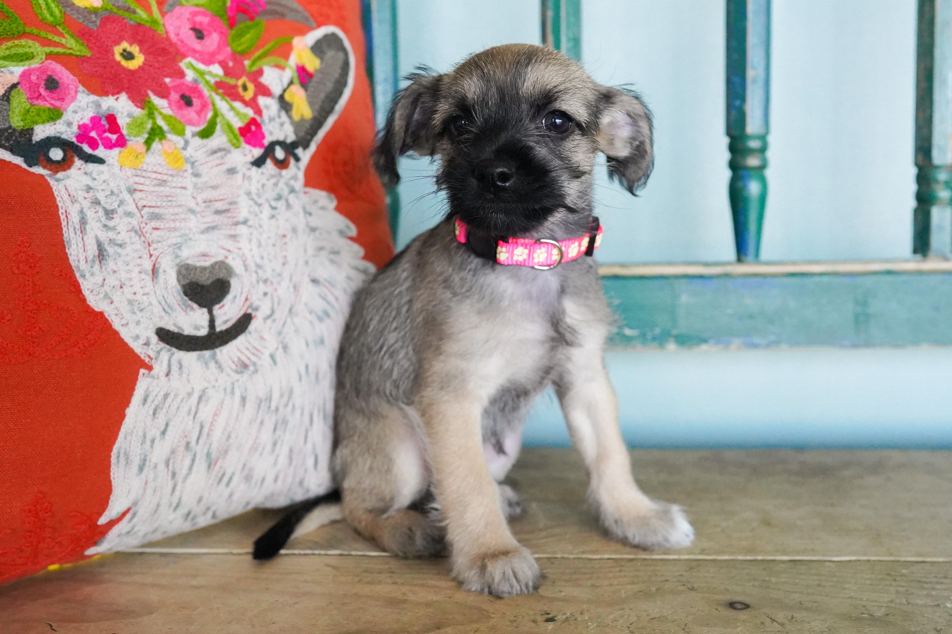 Dog for adoption - Pip, a Dachshund (Long Haired) & Terrier Mix in San ...