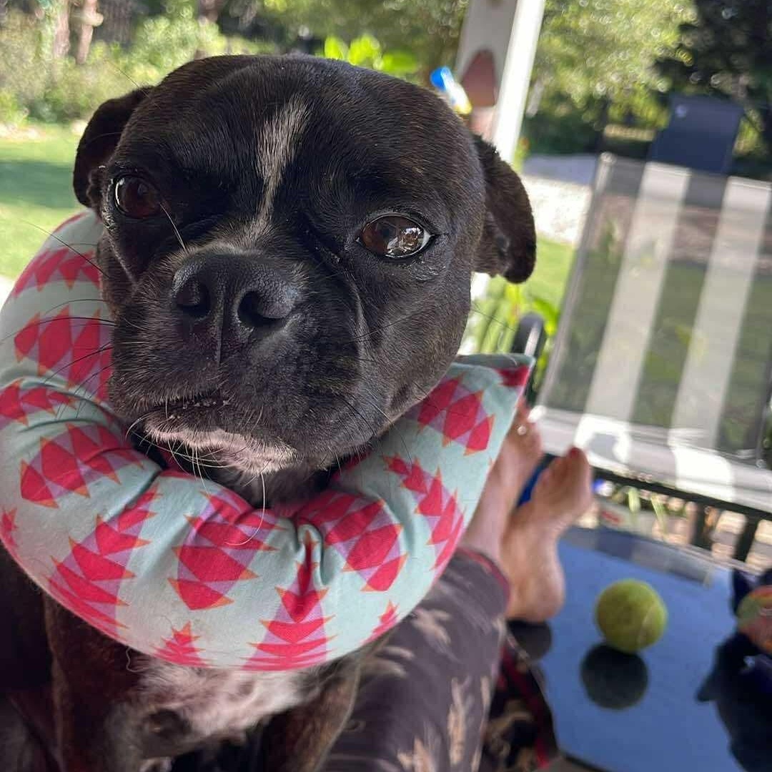 Dog for adoption - Astrid, a Boston Terrier & Terrier Mix in Warren, RI ...