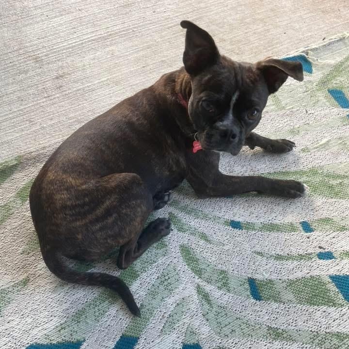 Dog for adoption - Astrid, a Boston Terrier & Terrier Mix in Warren, RI ...