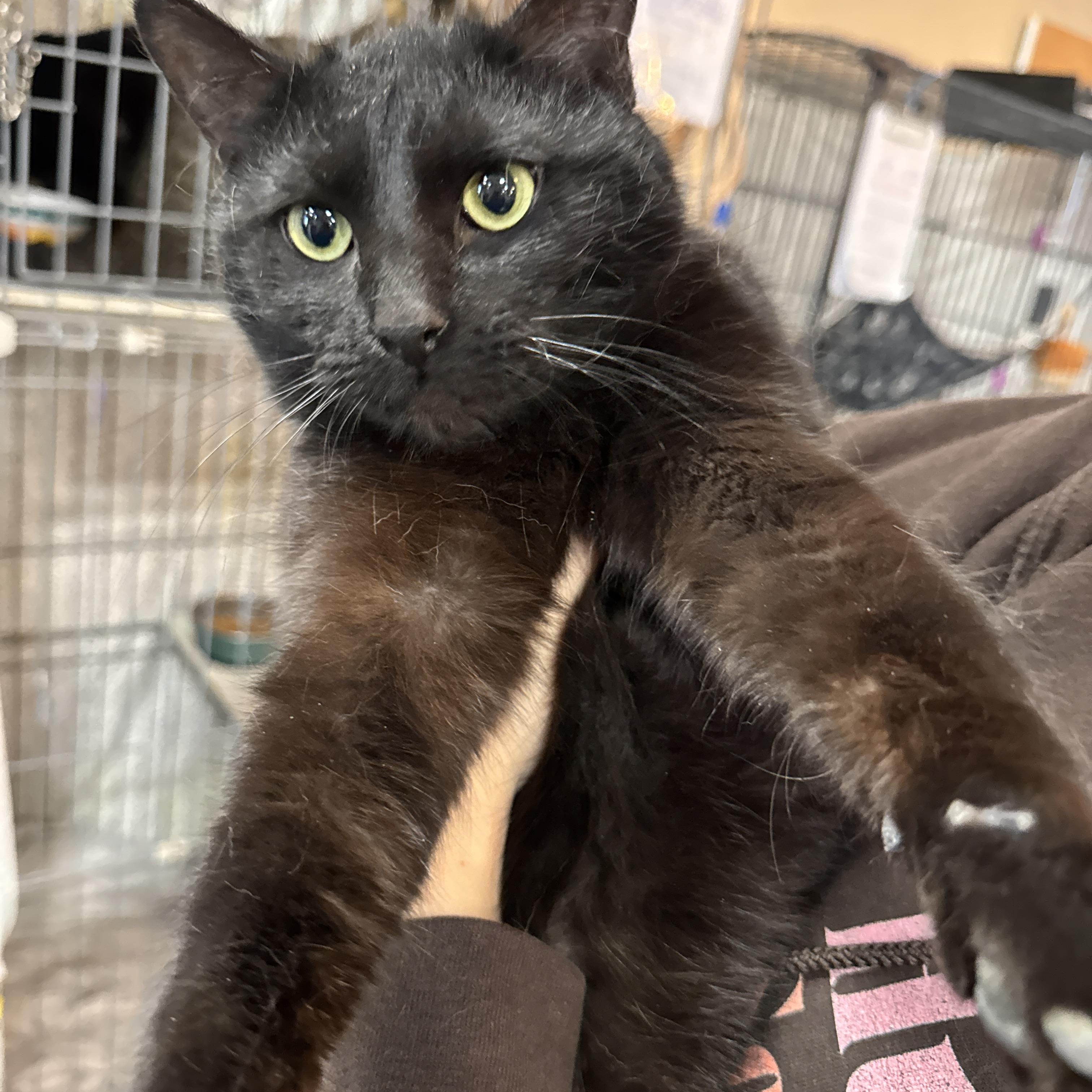 Cat for adoption - Falkon, a Domestic Short Hair in Mokena, IL | Petfinder