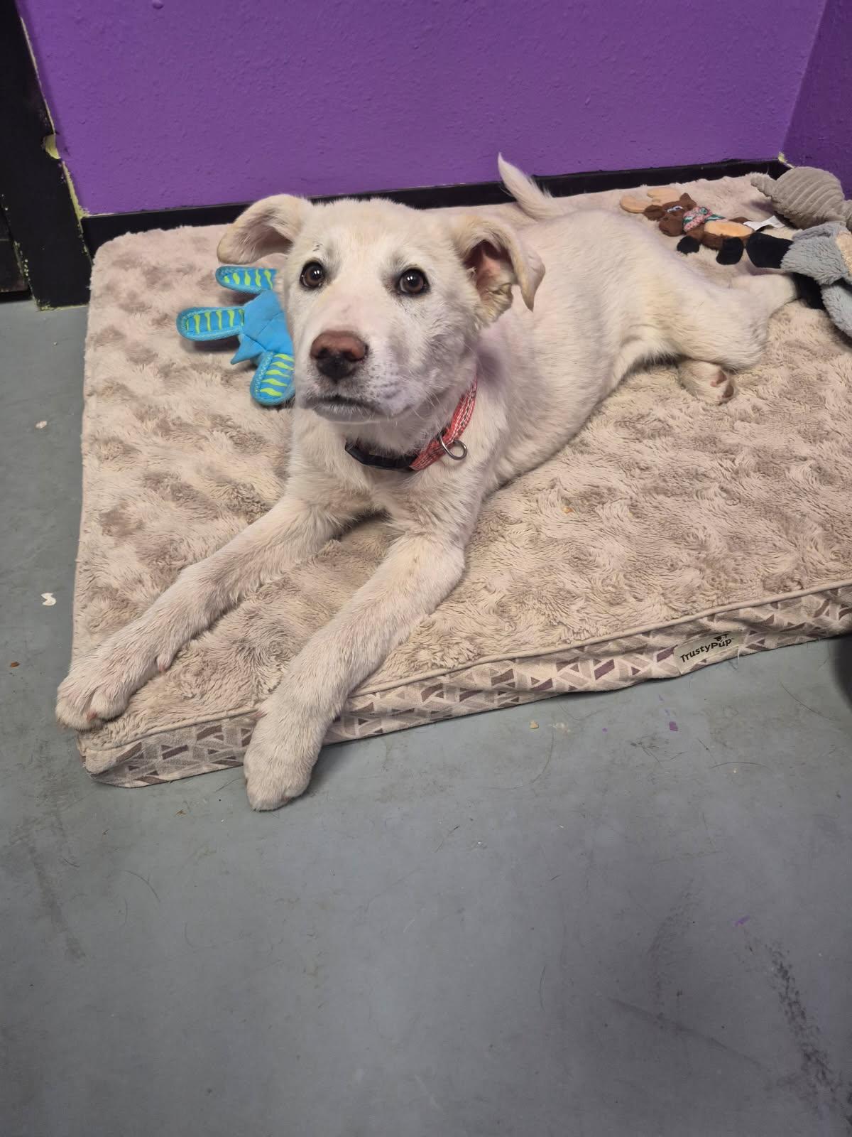 Dog for adoption - Maple, a Labrador Retriever Mix in Aurora, CO | Petfinder