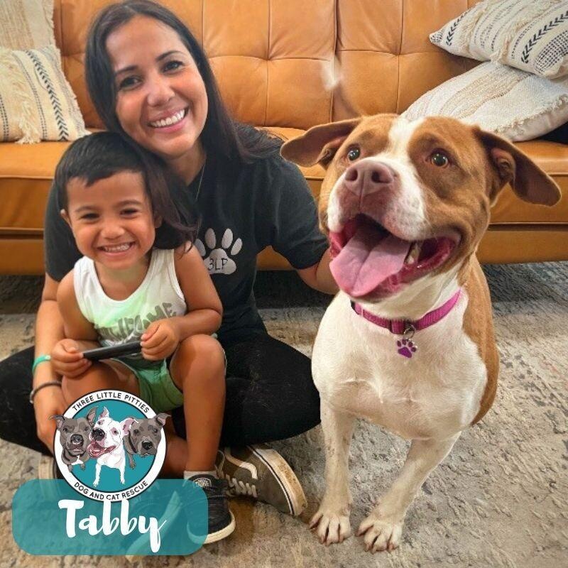 Dog for adoption - Tabby Ark the HAPPIEST Girl, a Pit Bull Terrier & American Staffordshire ...