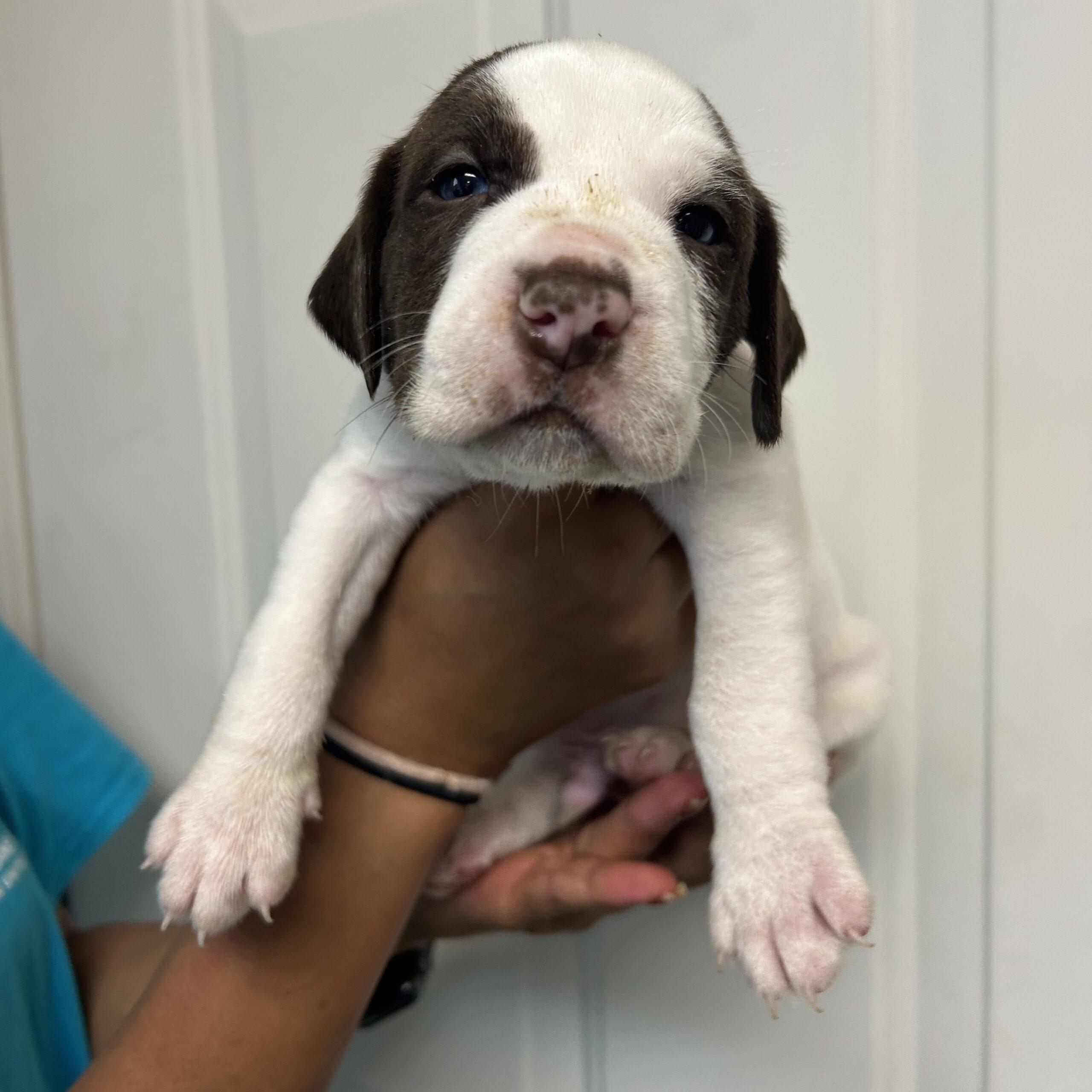 Dog for adoption - Rambo's Fat Cat Biscuits, a Pointer Mix in Jamaica Plain, MA | Petfinder