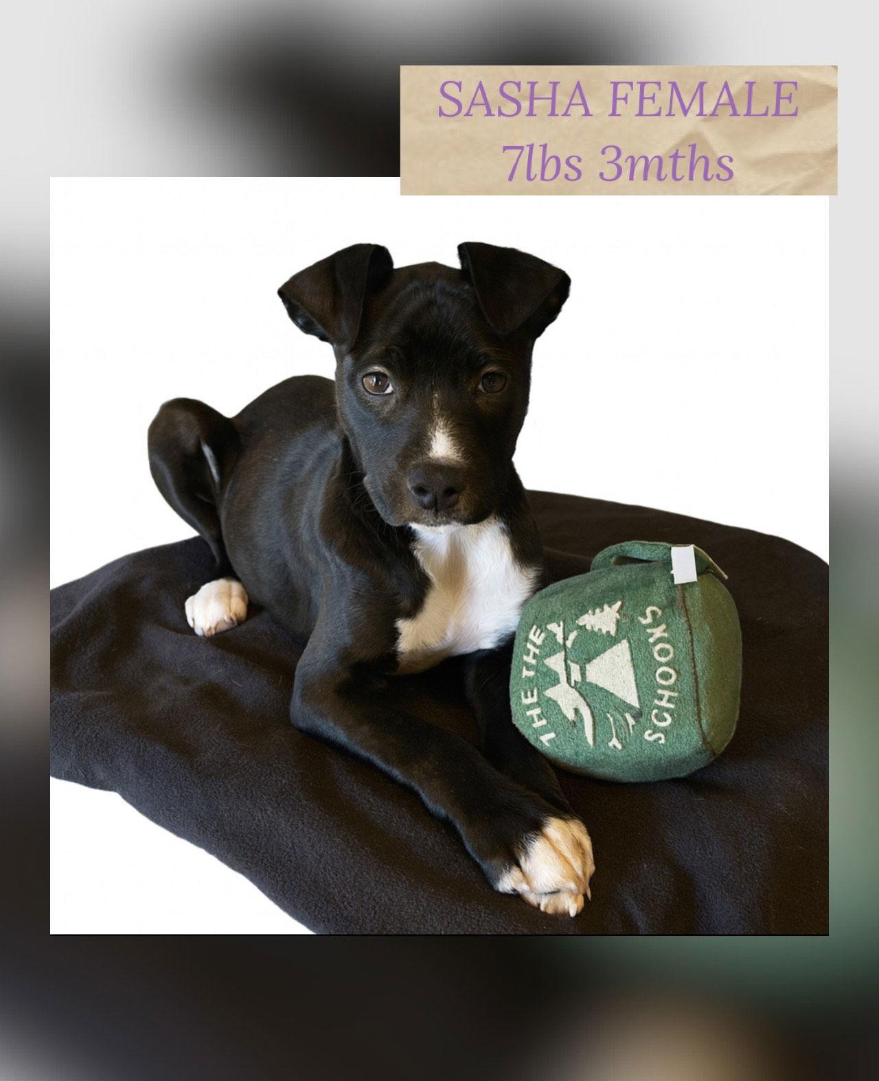 Adopt a Retriever for Sale & Adoption | GetBuddy