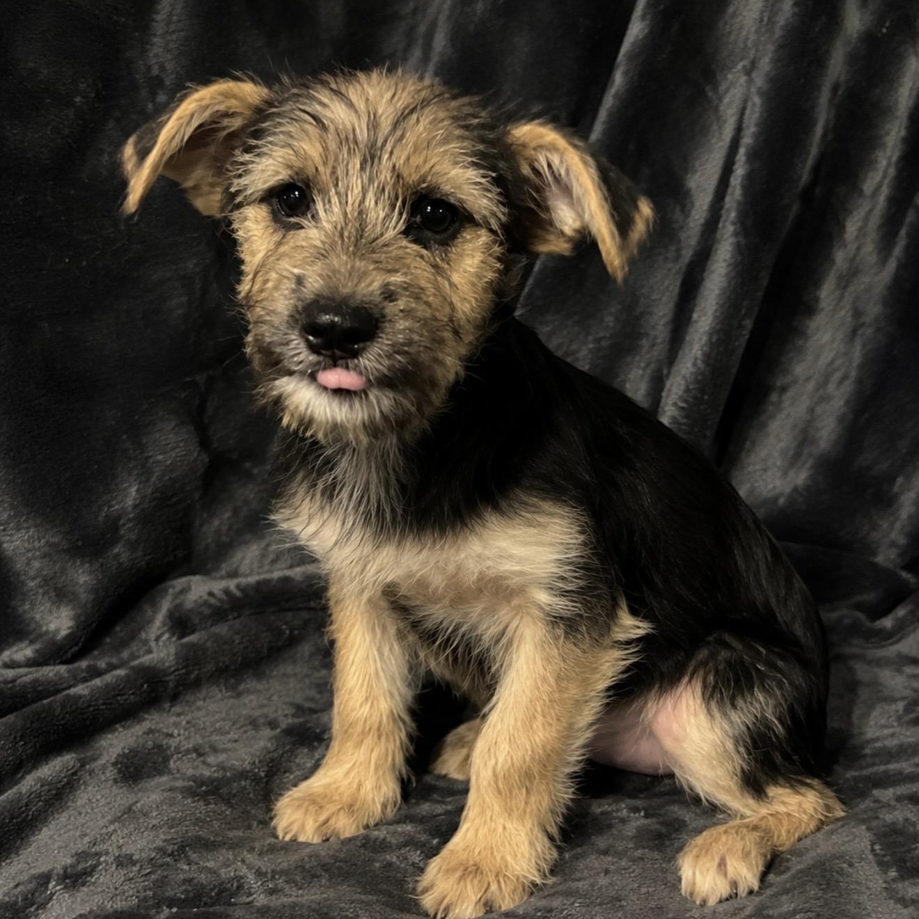 Jami - Adoptable Pet | Petfinder | Petfinder