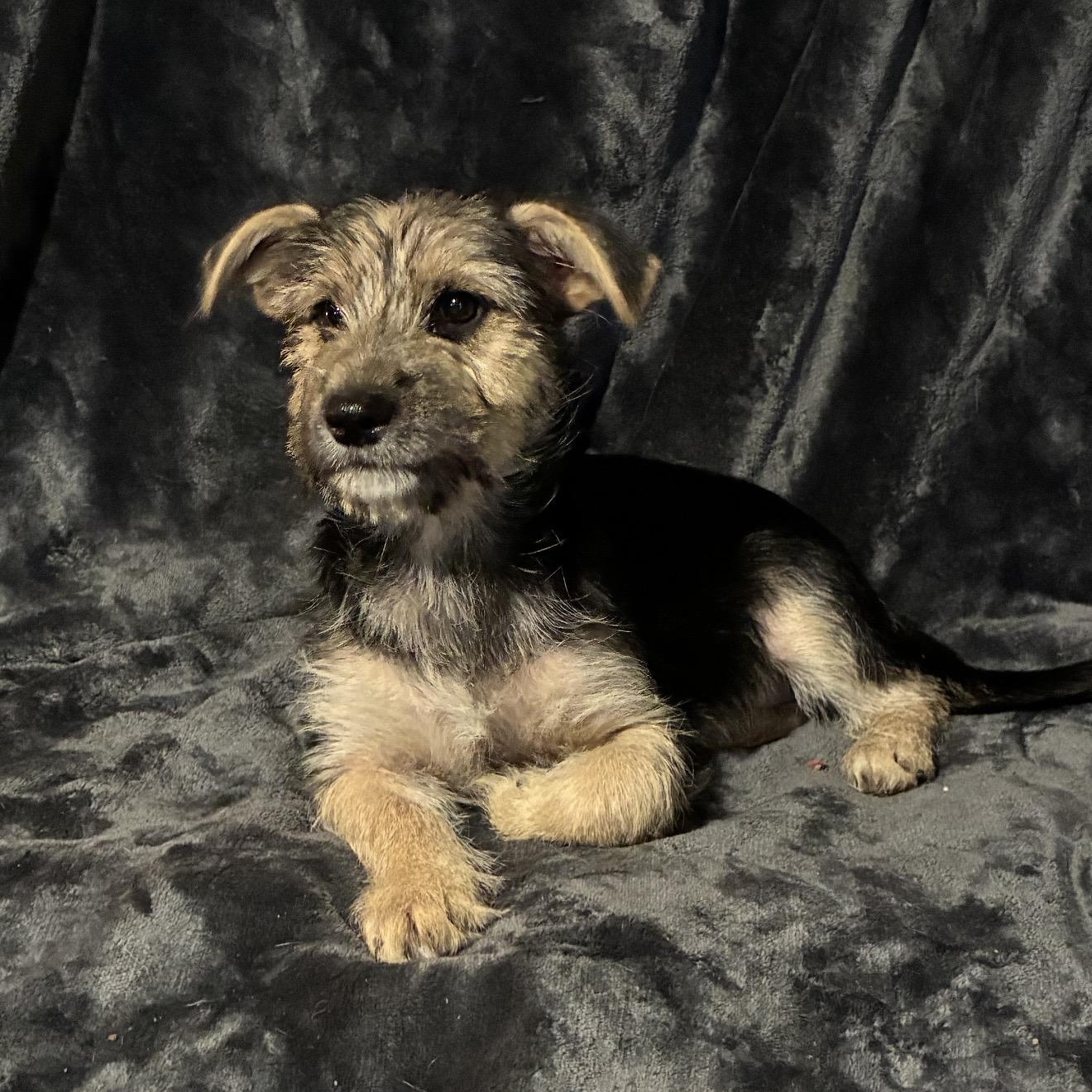 Jami - Adoptable Pet | Petfinder | Petfinder