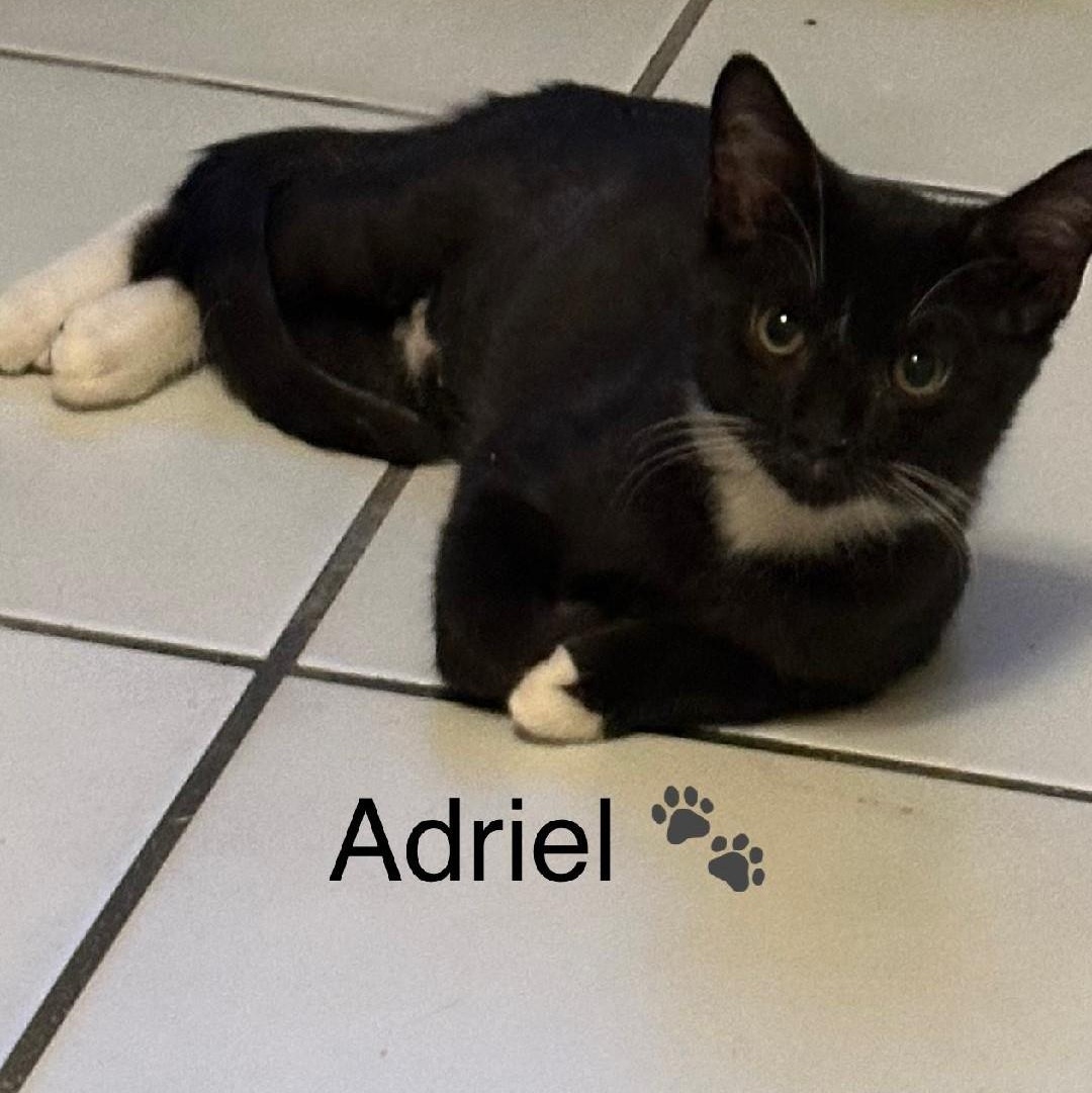 Cat for adoption - Adriel, a Domestic Short Hair in Hartford, CT ...