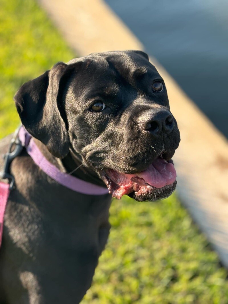 Dog for adoption - Ruby Sweetest Girl, a Cane Corso & Boxer Mix in ...