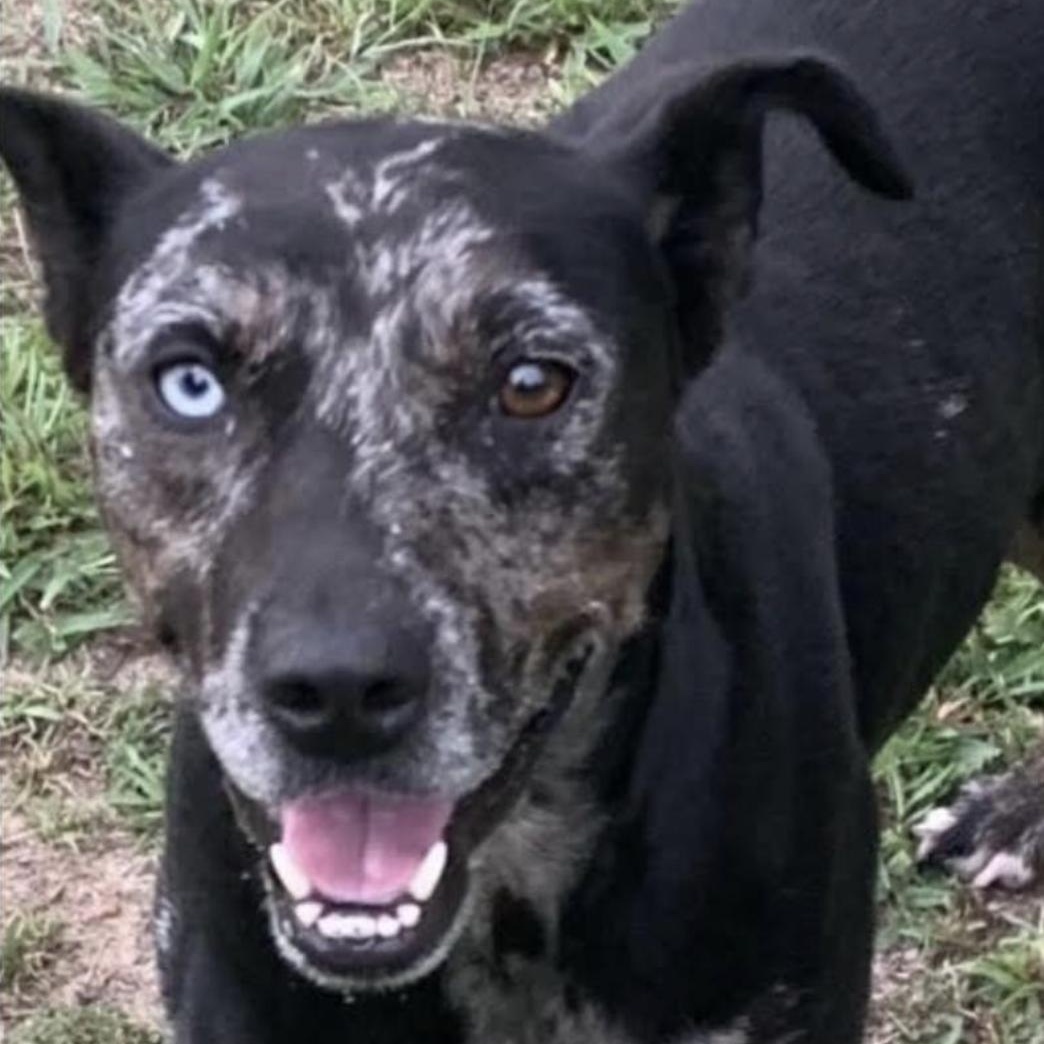 Dog for adoption - By Golly Miss Molly, a Catahoula Leopard Dog in ...