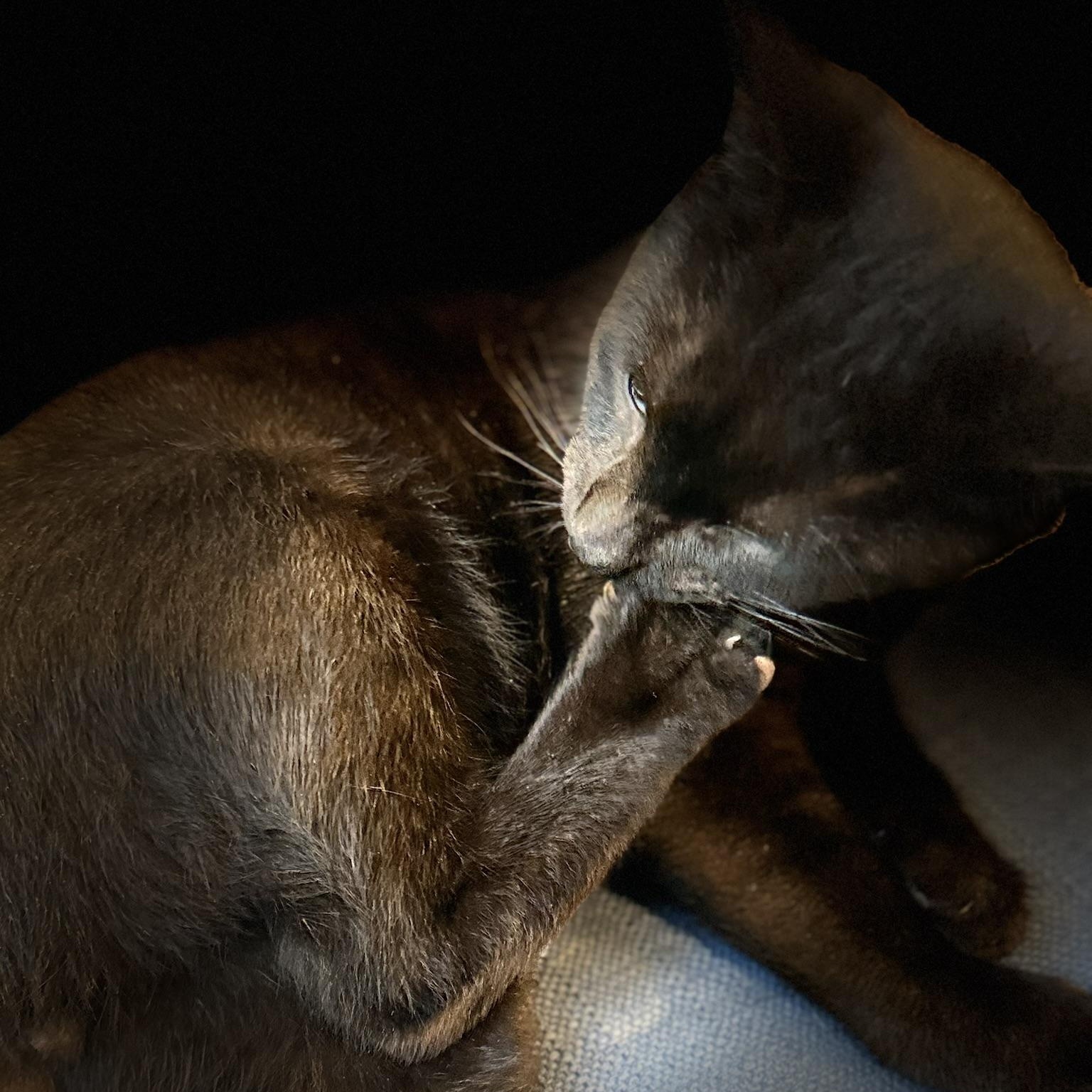 Cat for adoption - BB Bat, a Domestic Short Hair in Richmond, VA | Petfinder