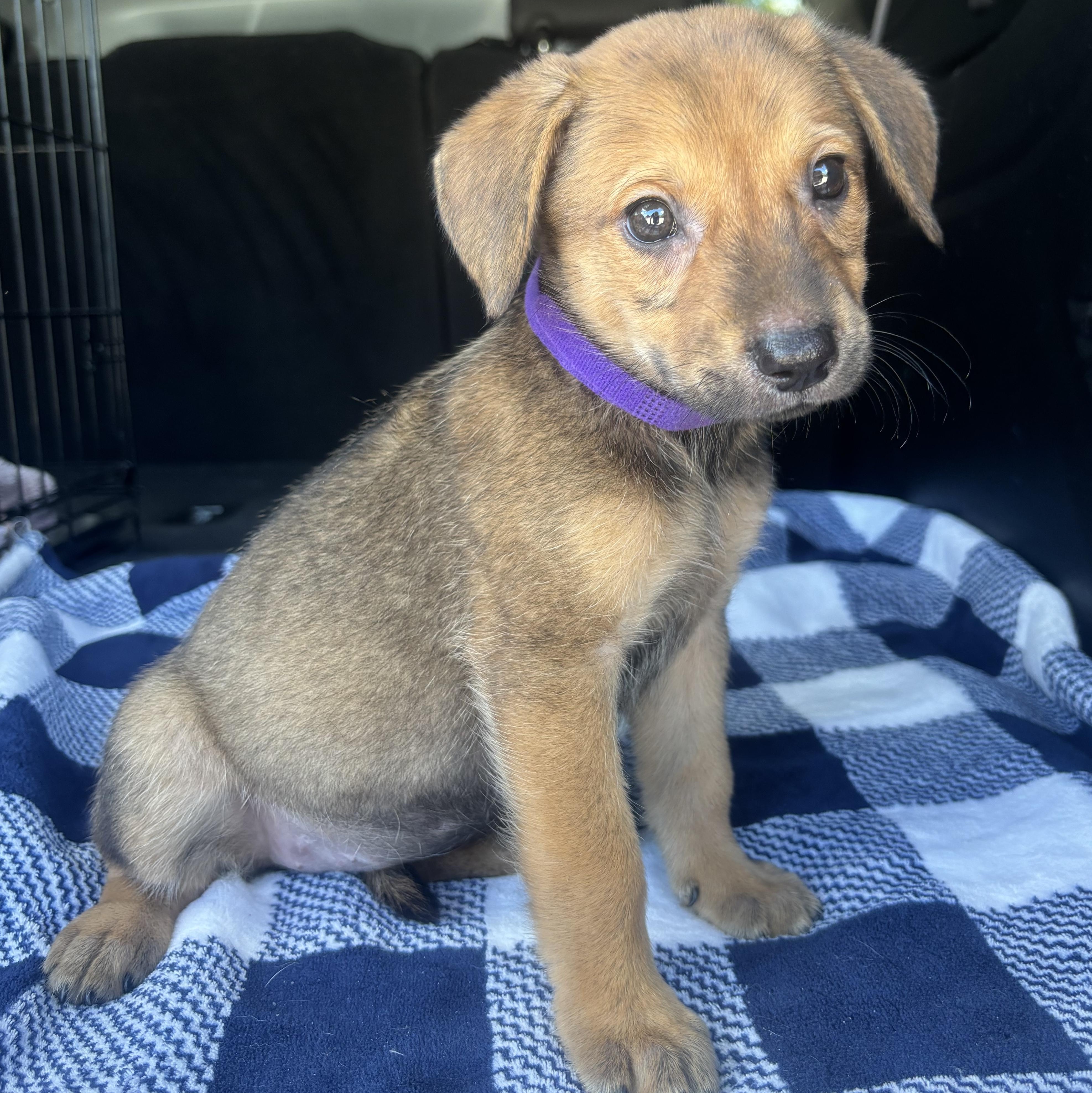 Dog for adoption - Ember, a Border Terrier Mix in Portland, OR | Petfinder