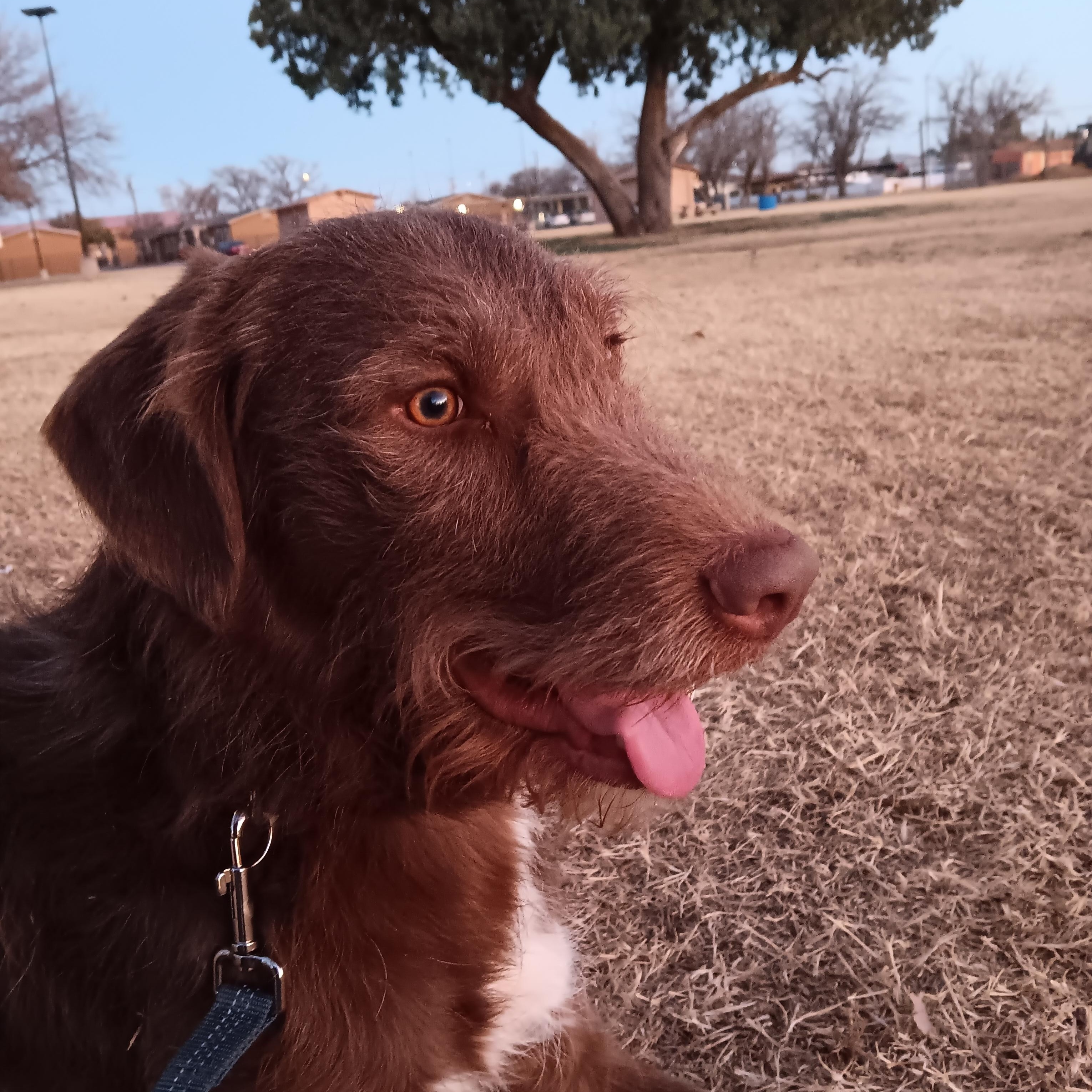 Dog for adoption - *PENDING 3/3/25* Redd, aka Rusty, 1.5 year old loyal ...