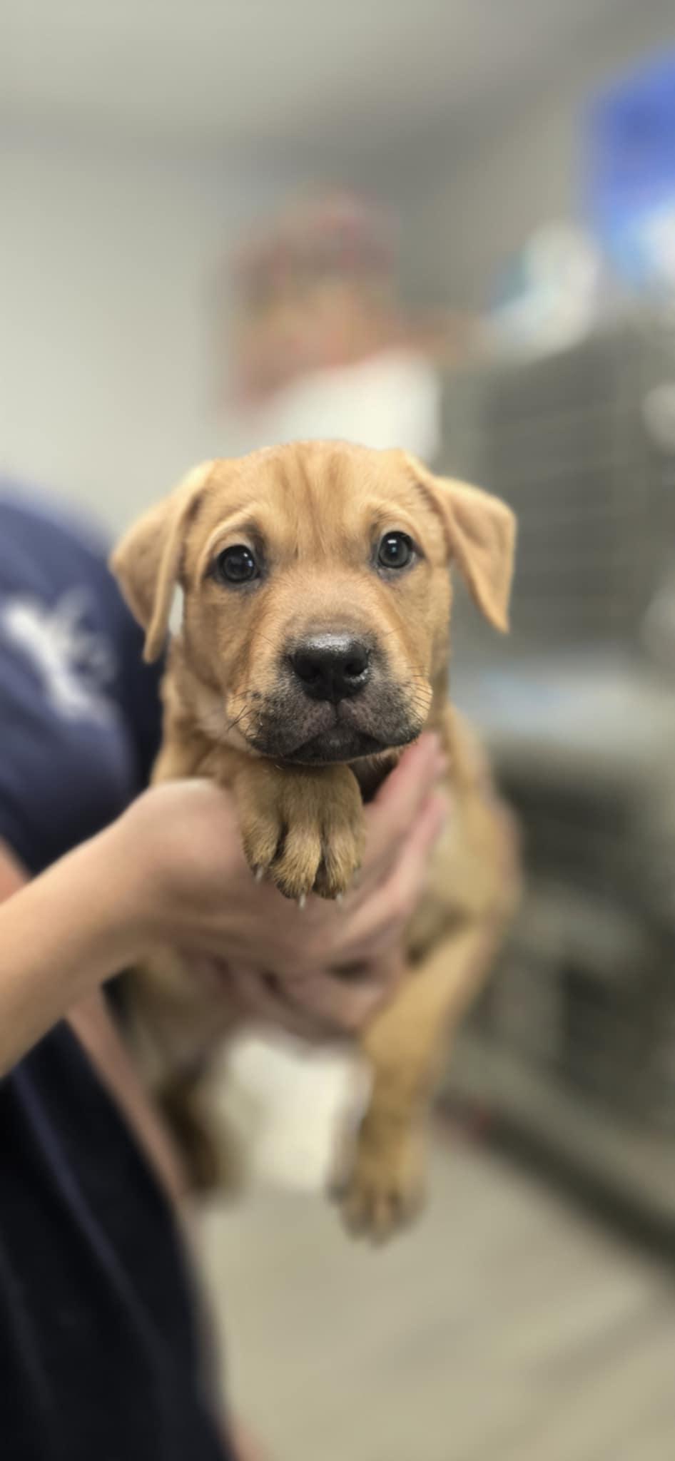 Dog for adoption - Eli, a Labrador Retriever & Australian Cattle Dog ...